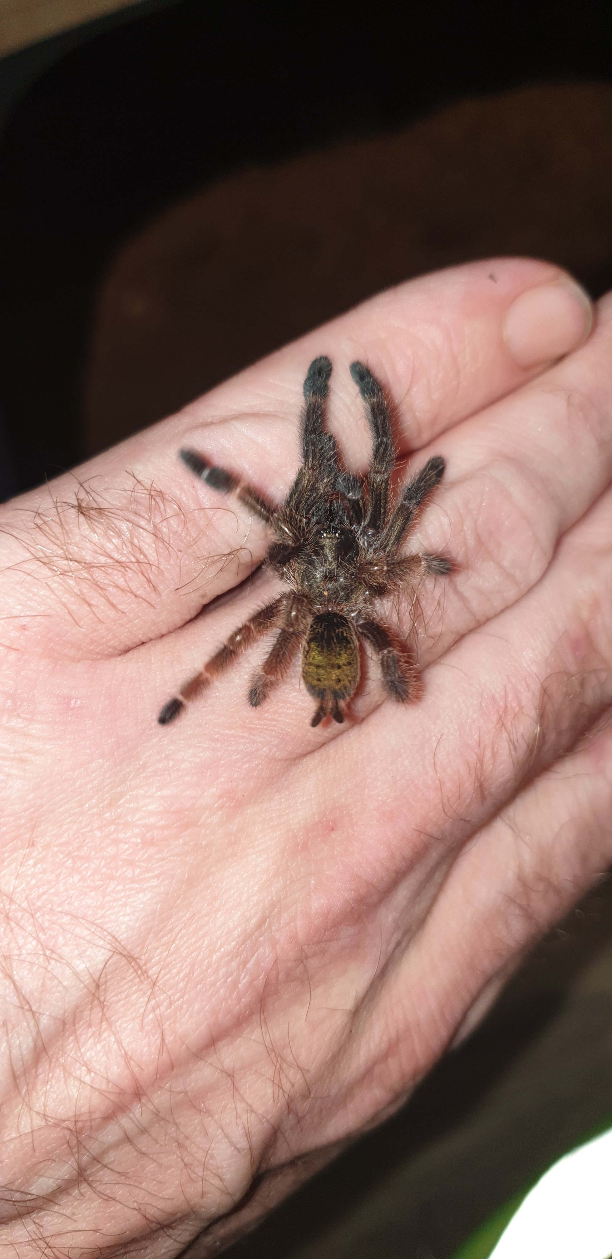 Psalmopoeus Pulcher | Tarantula Forum