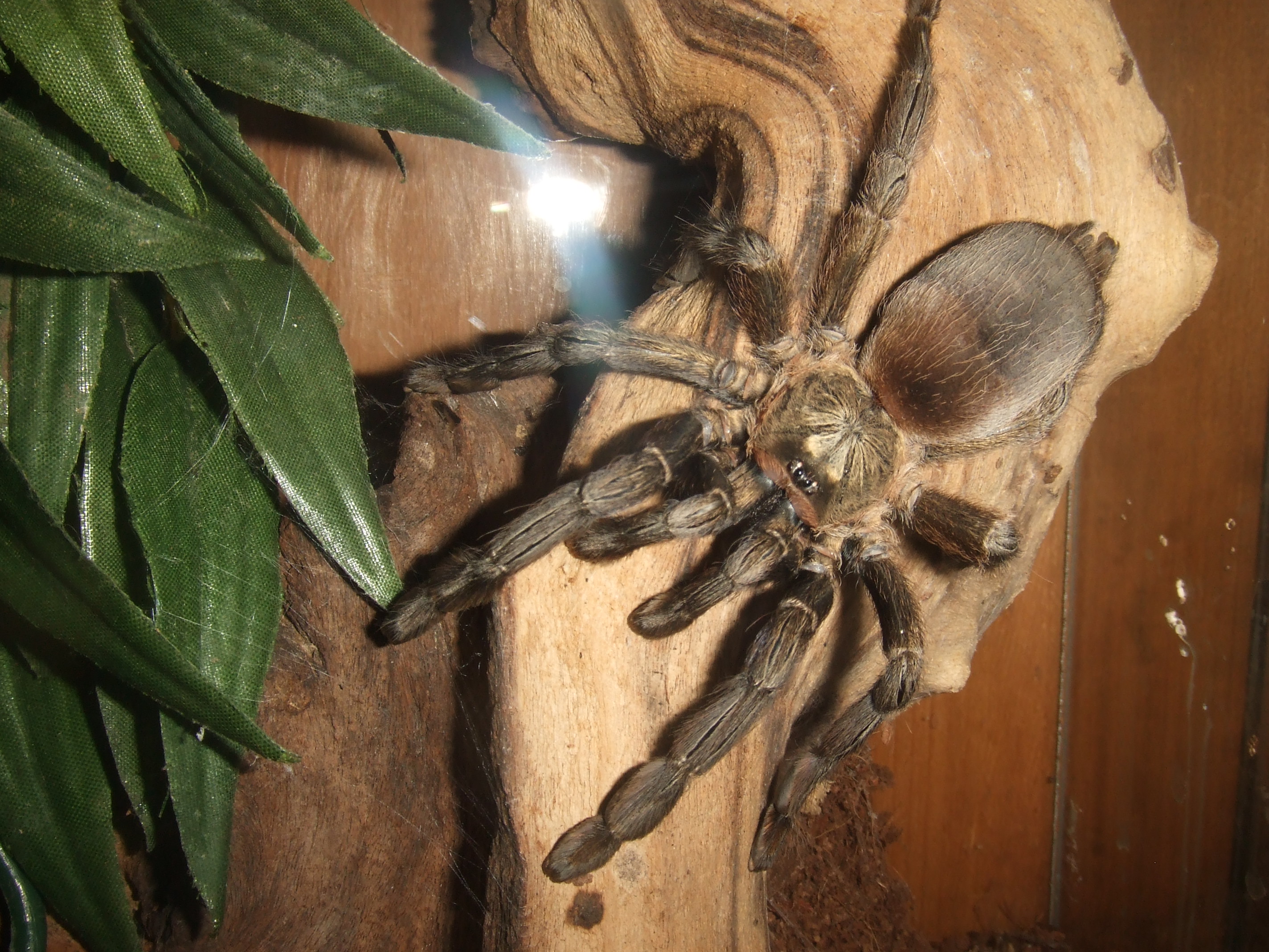 Psalmopoeus reduncus - Coffee | Tarantula Forum