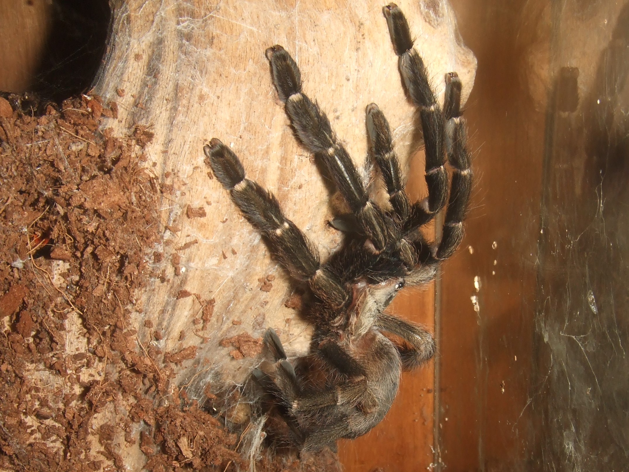 Psalmopoeus reduncus - Coffee | Tarantula Forum