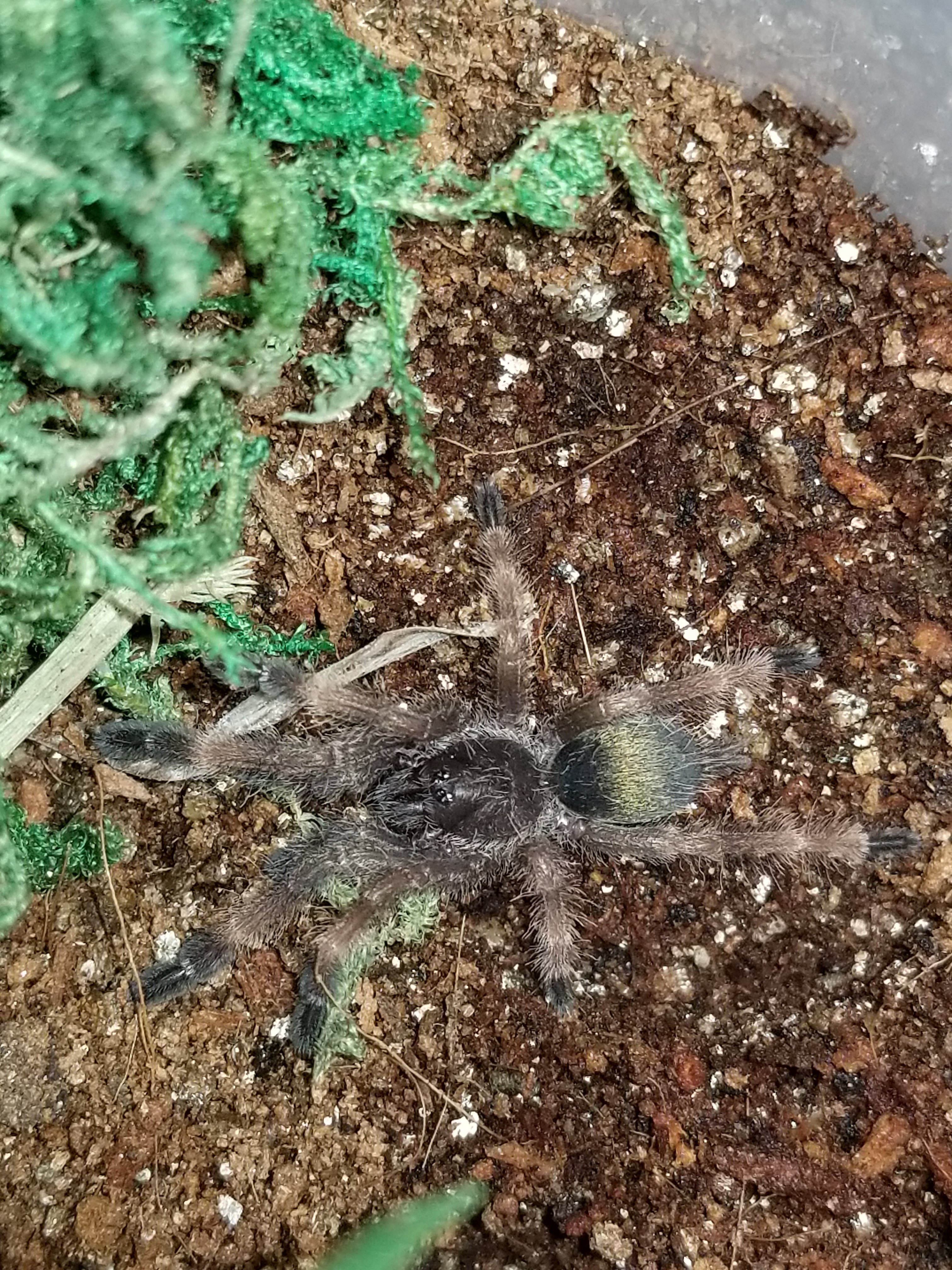 Psalmopoeus reduncus | Tarantula Forum