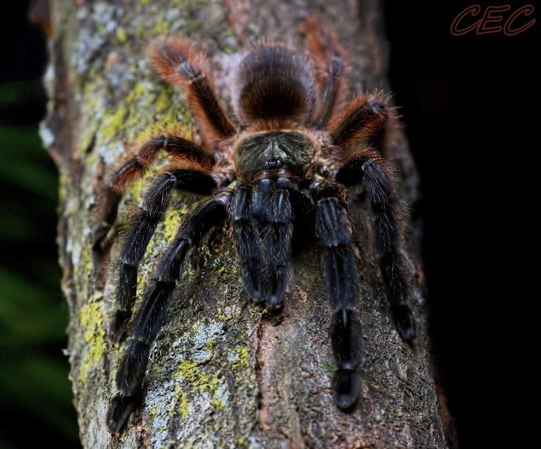 Psalmopoeus victori | Tarantula Forum