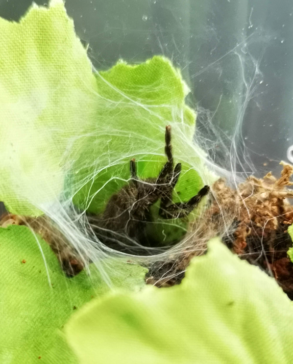 Pterinochilus lapalala | Tarantula Forum