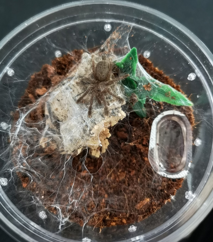 Pterinochilus murinus DCF | Tarantula Forum