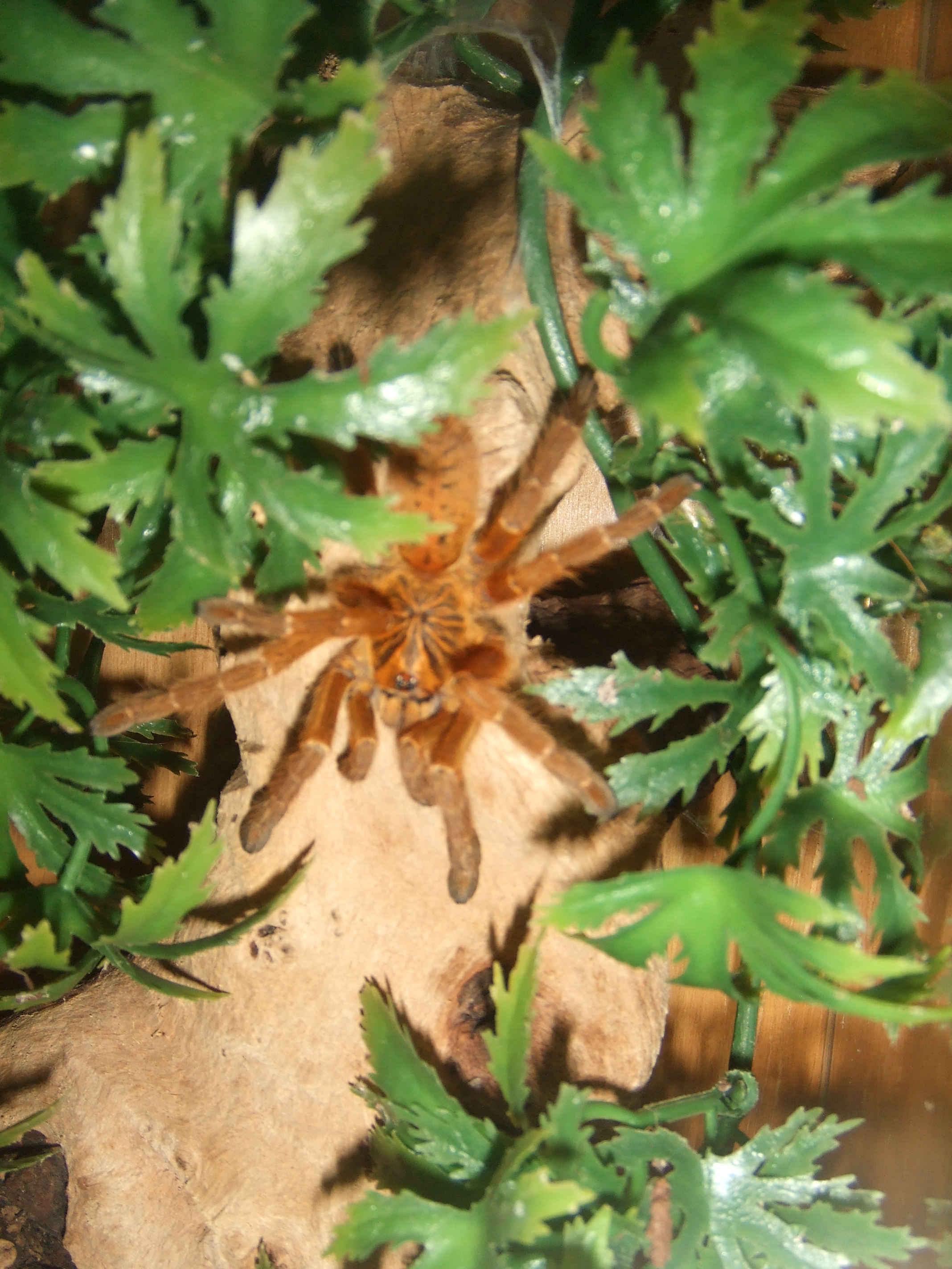 Pterinochilus murinus RCF - Haya | Tarantula Forum