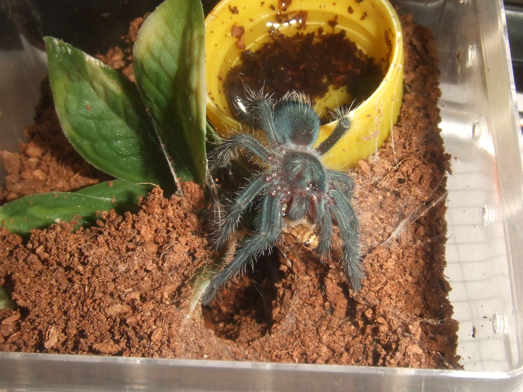 Pterinopelma sazimai - Amapa | Tarantula Forum