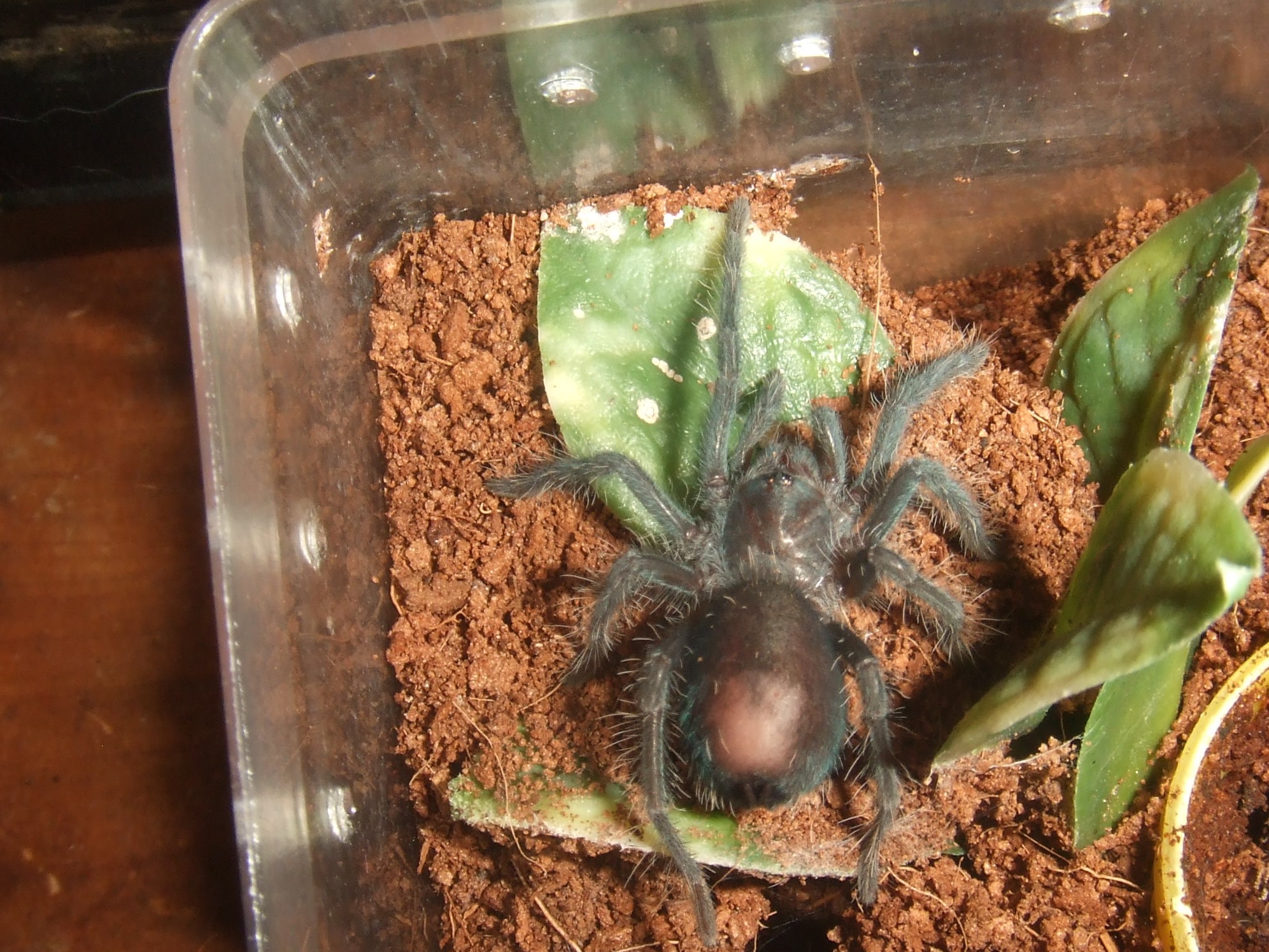 Pterinopelma sazimai - Amapa | Tarantula Forum