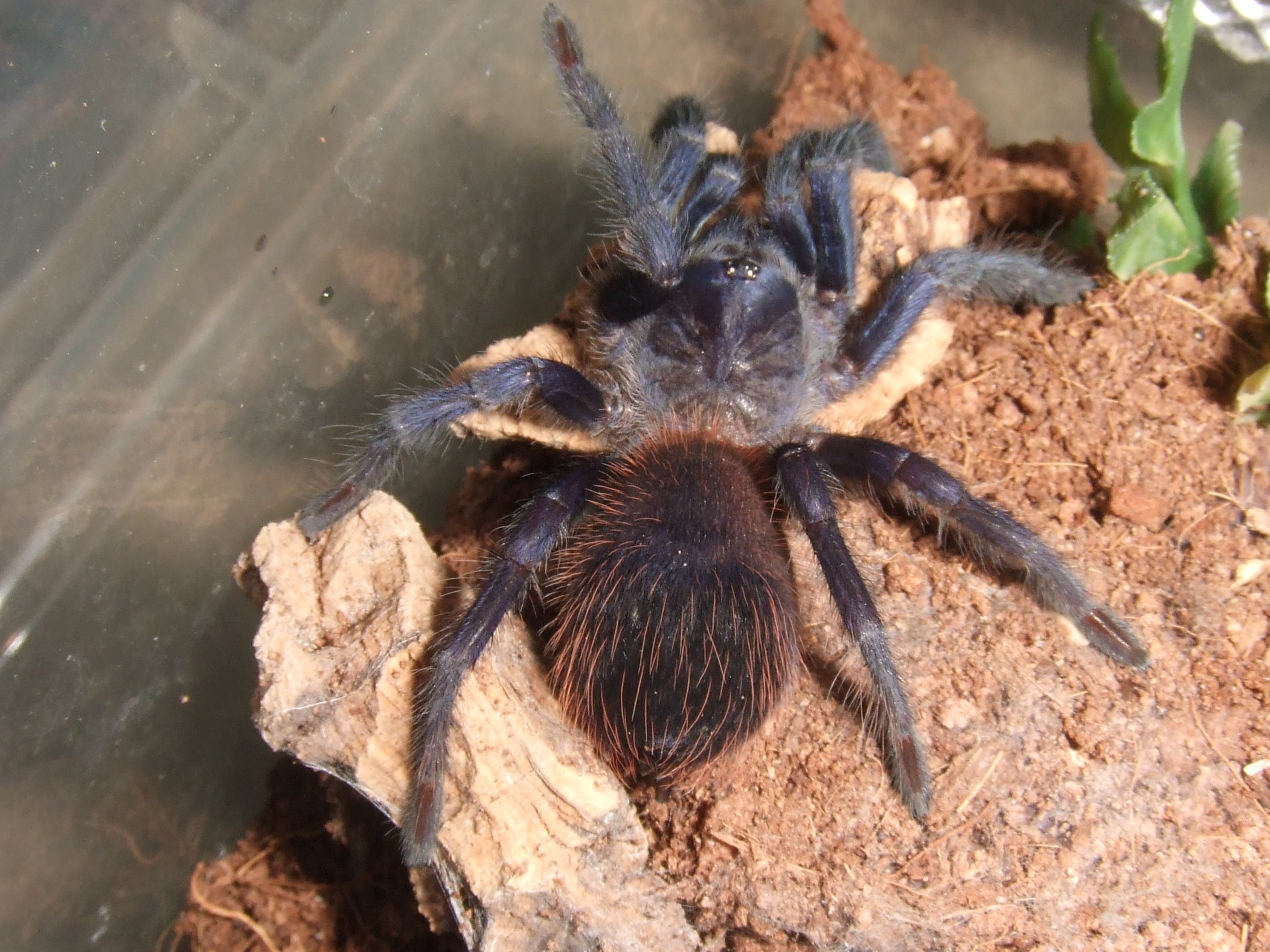 Pterinopelma sazimai - Bonito | Tarantula Forum