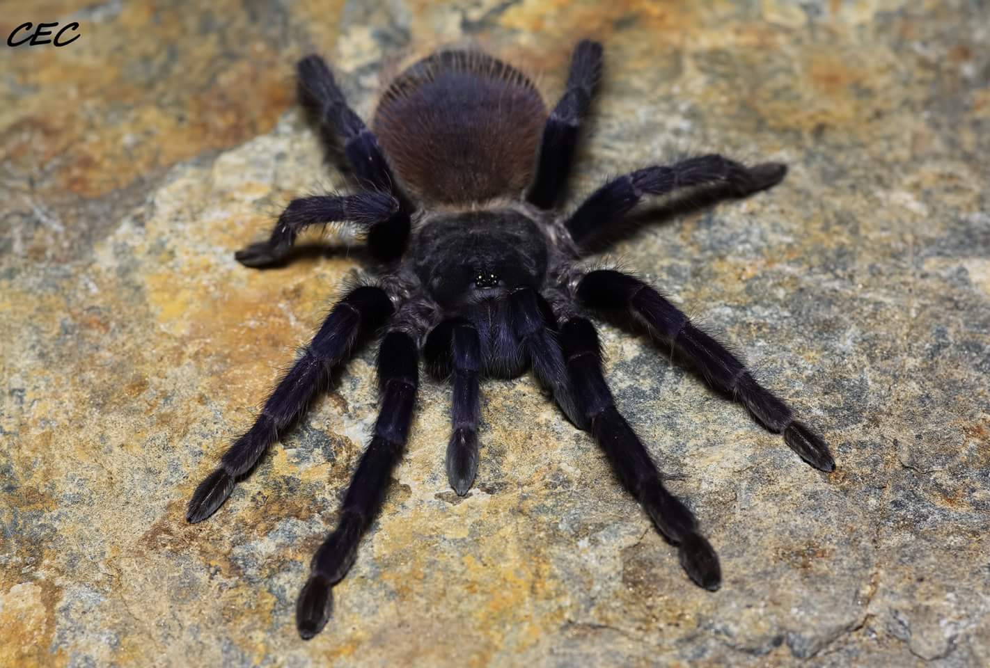 Pterinopelma sazimai | Tarantula Forum
