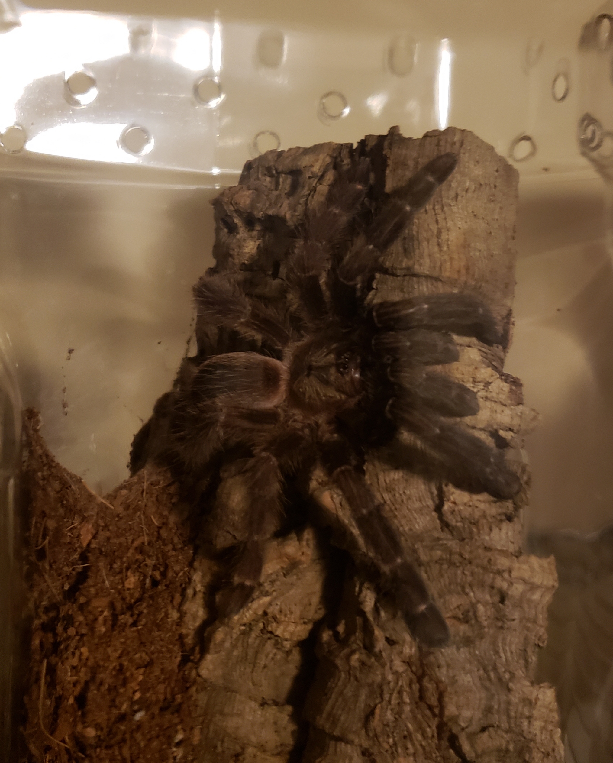 Reduncus | Tarantula Forum