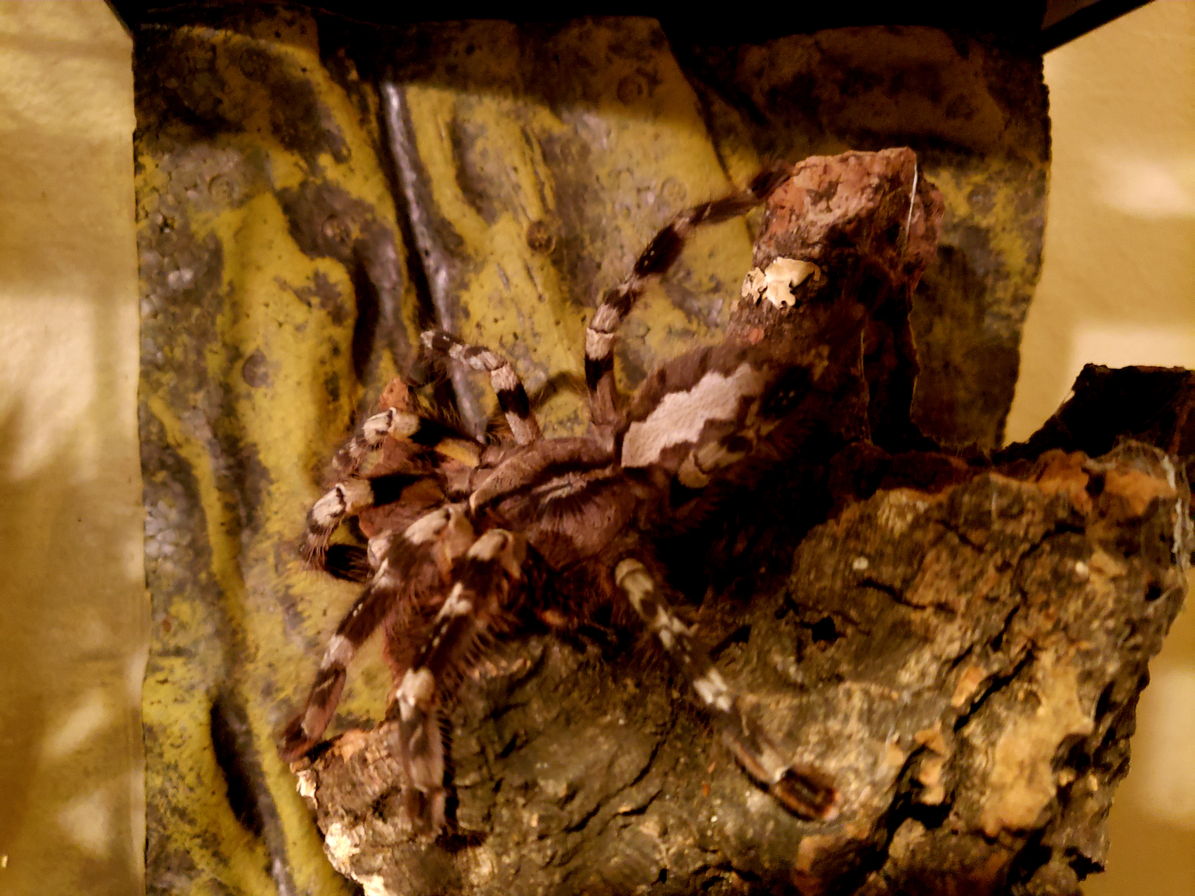 Regalis | Tarantula Forum