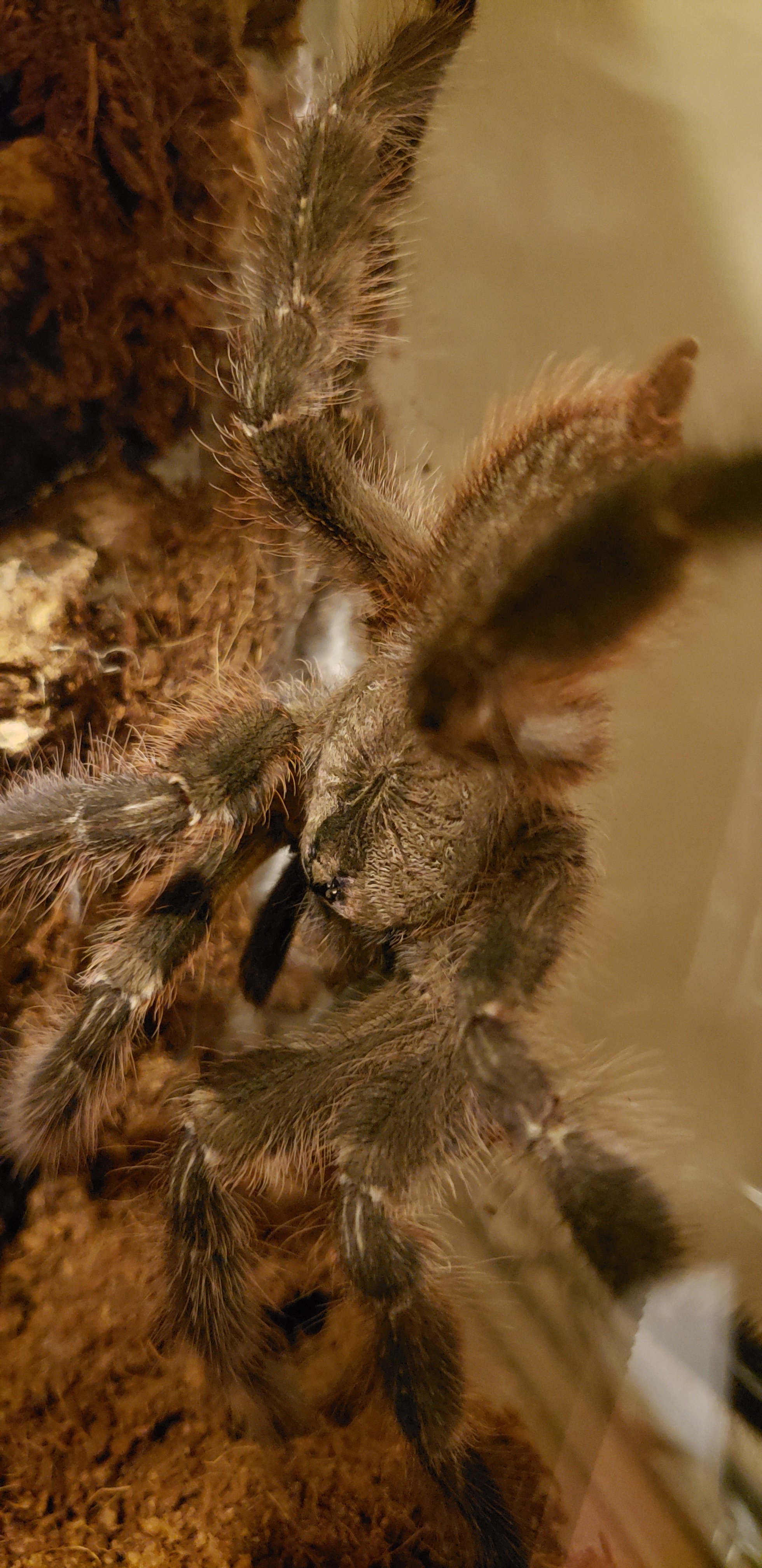 Regalis | Tarantula Forum
