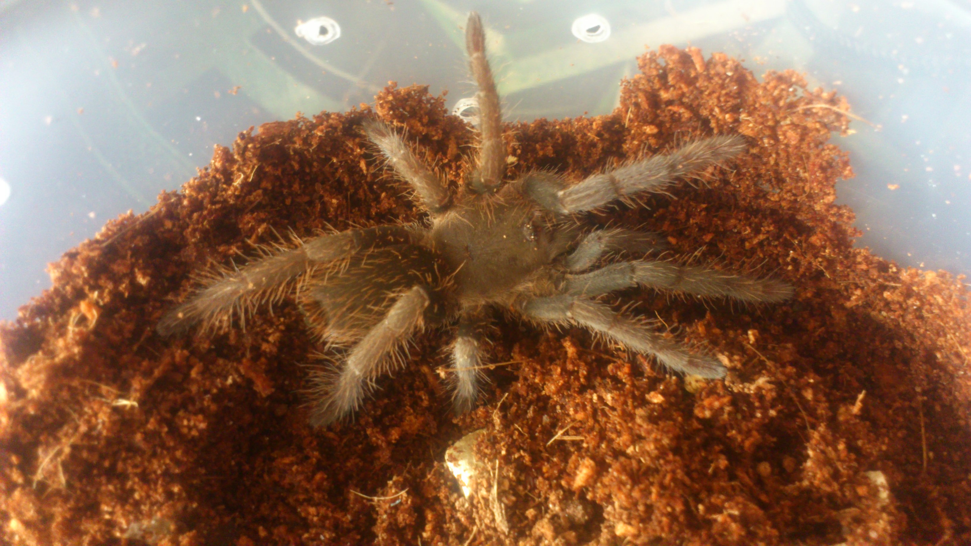 Rusty.......H gigas | Tarantula Forum