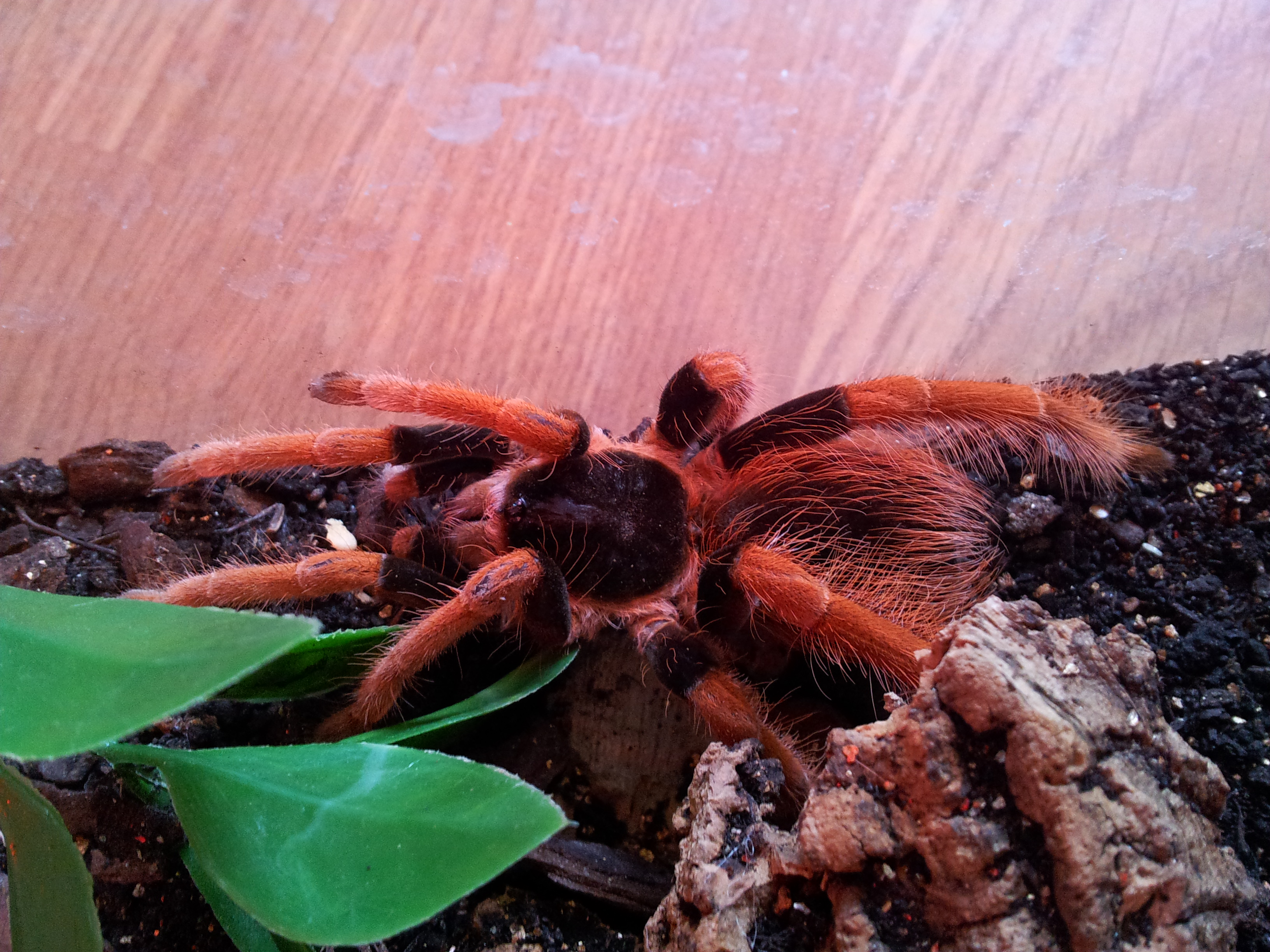 Santana.....Megaphobema robustum | Tarantula Forum