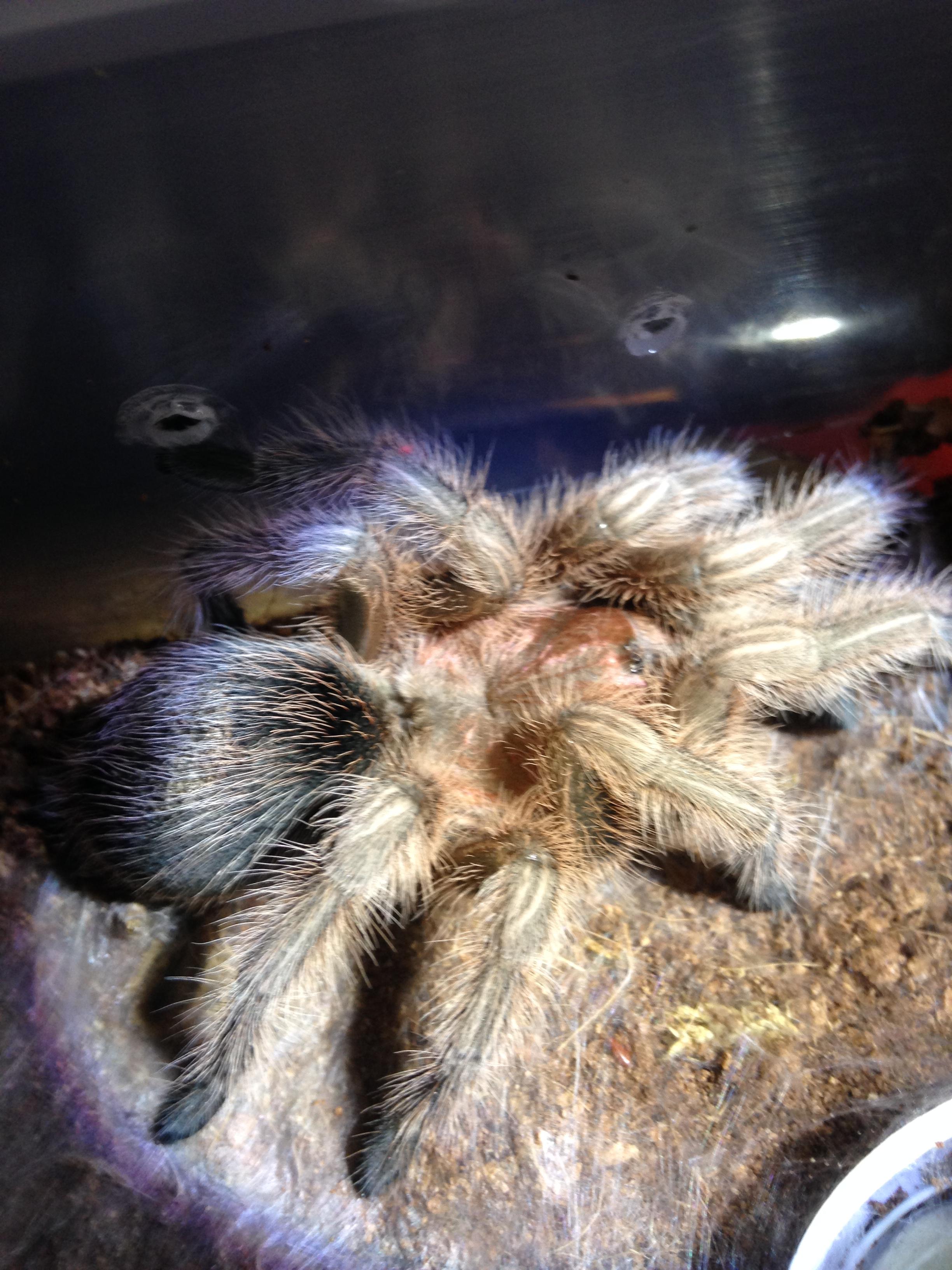 Shes done! G.porteri | Tarantula Forum