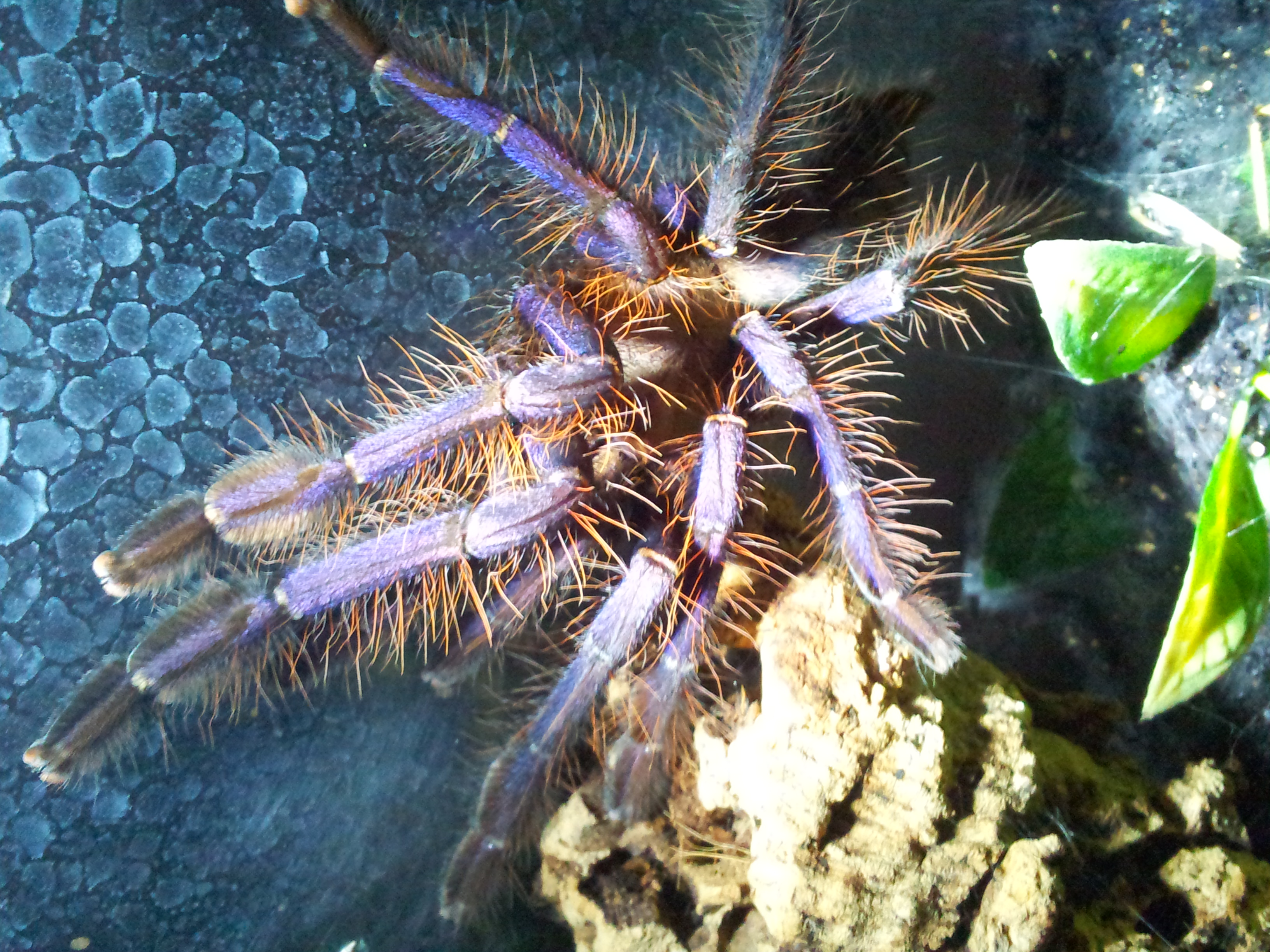 Simpang.......F Omothymus violaceopes | Tarantula Forum