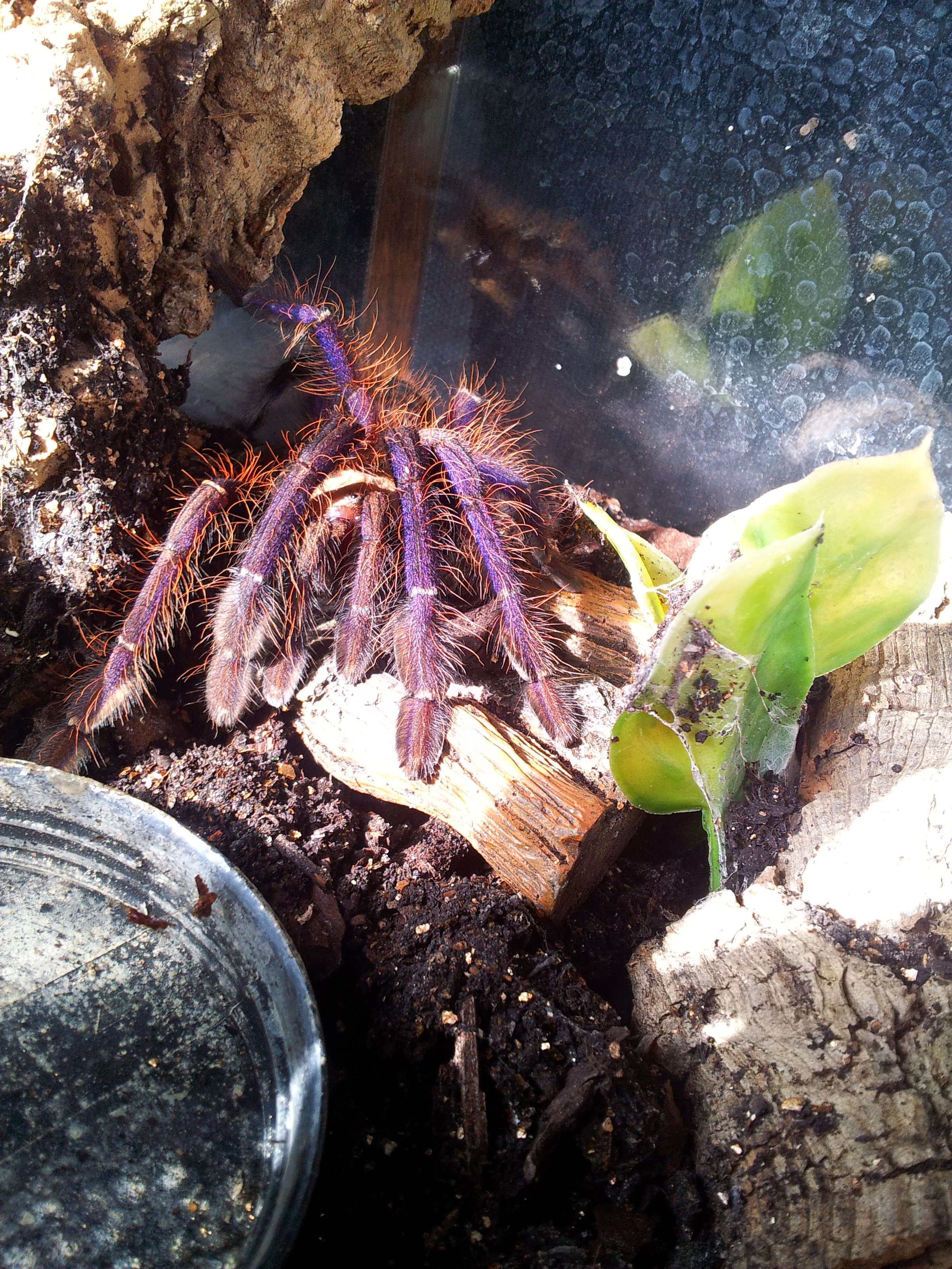 Simpang...Omothymus violaceopes | Tarantula Forum