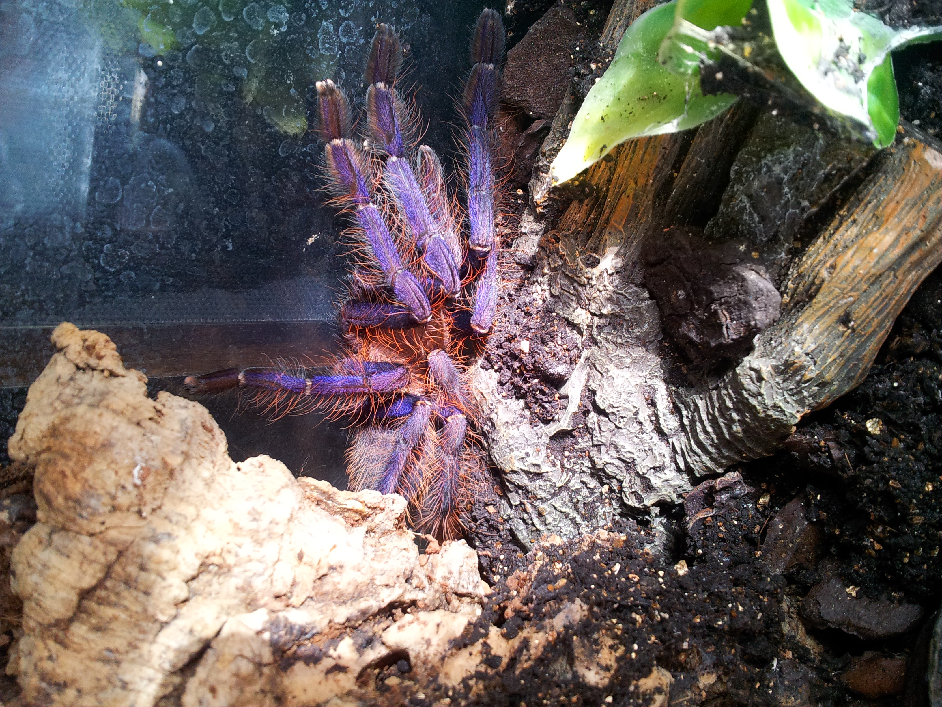 Simpang.....Omothymus violaceopes | Tarantula Forum