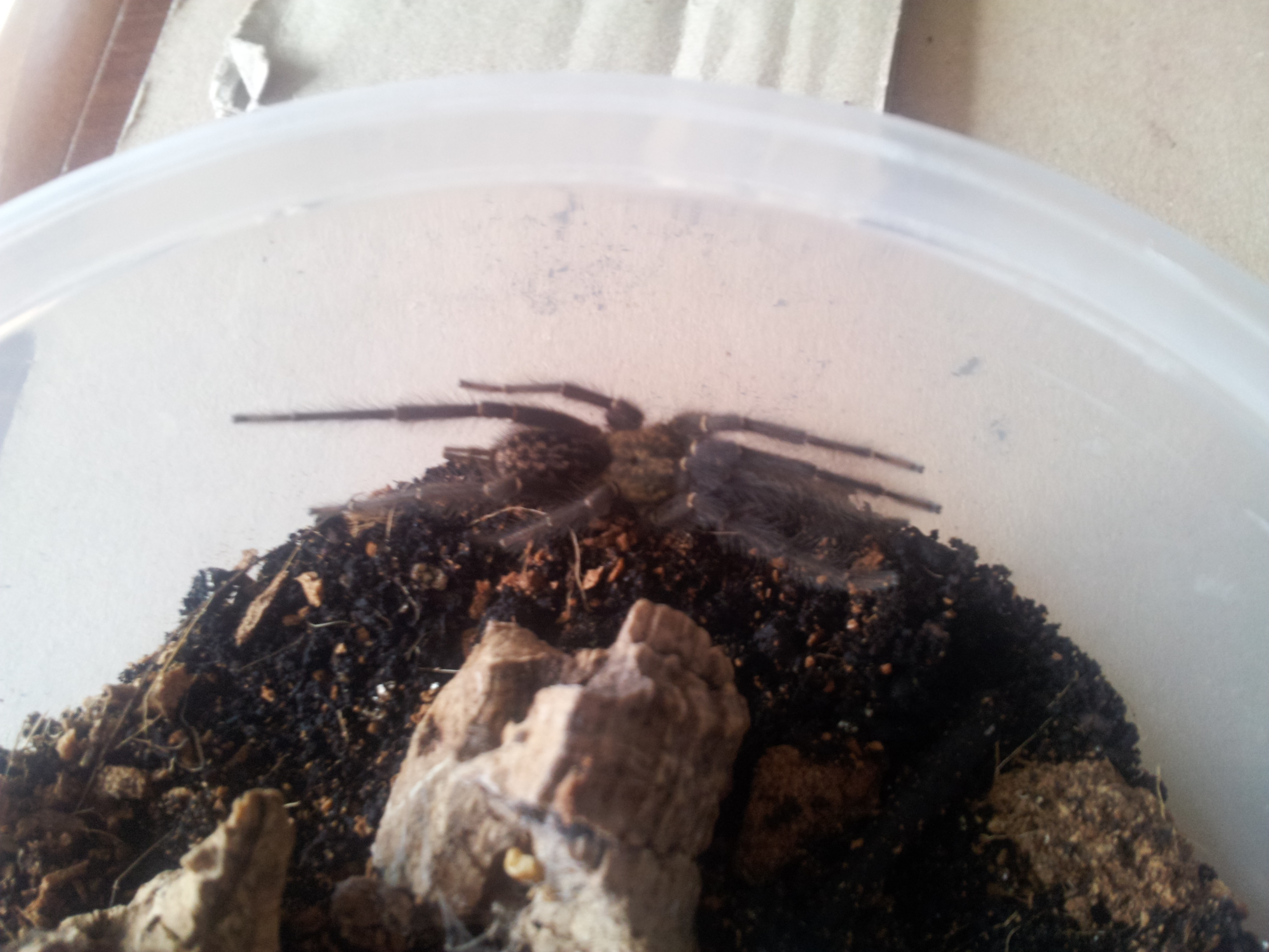 Smurf......Heterothele gabonensis | Tarantula Forum