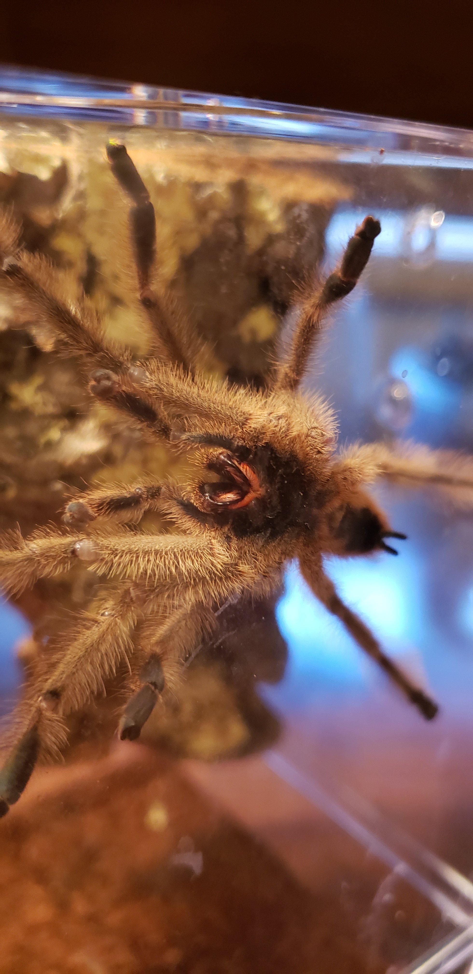 So angry | Tarantula Forum