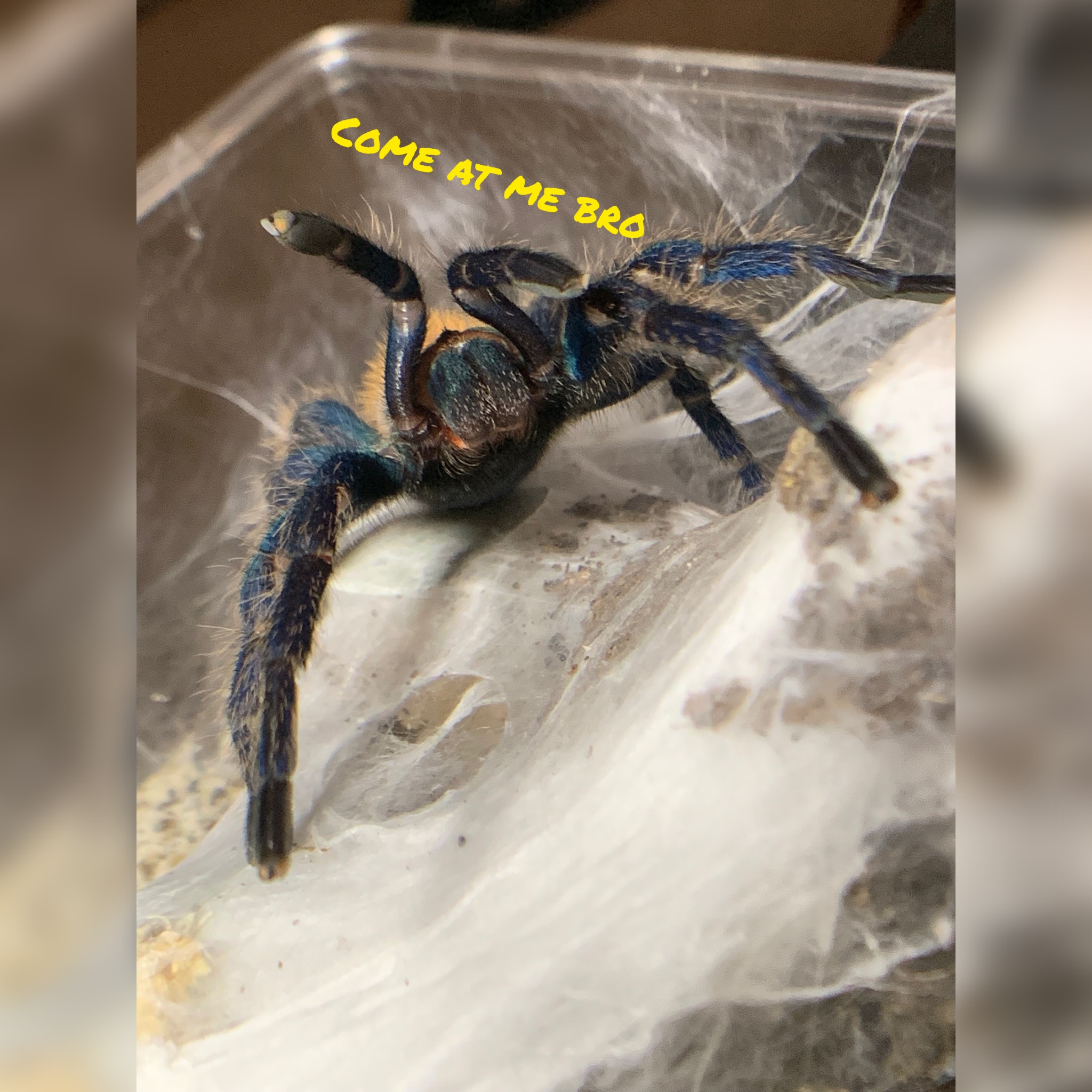 So Angry | Tarantula Forum