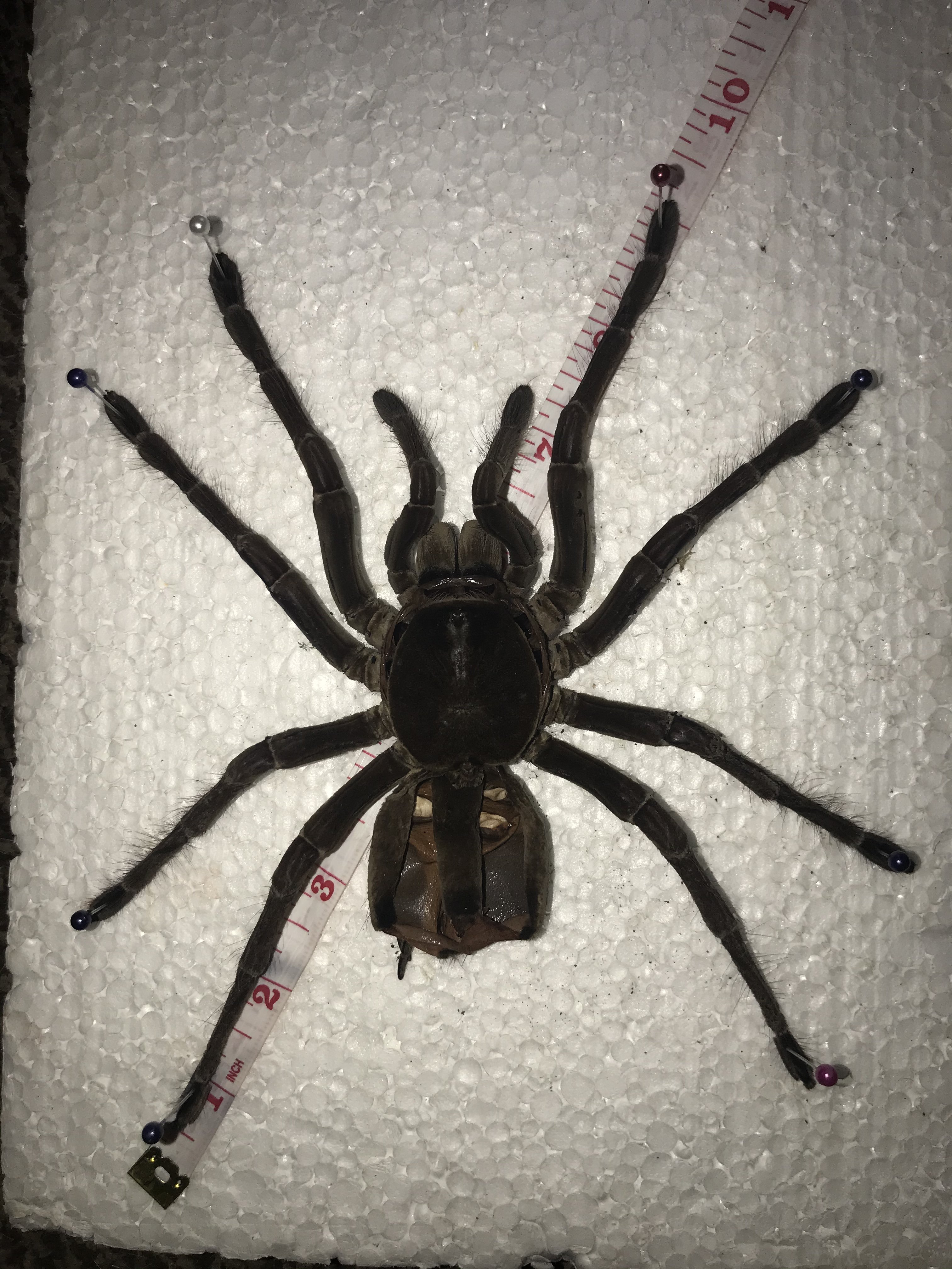 Stirmi | Tarantula Forum