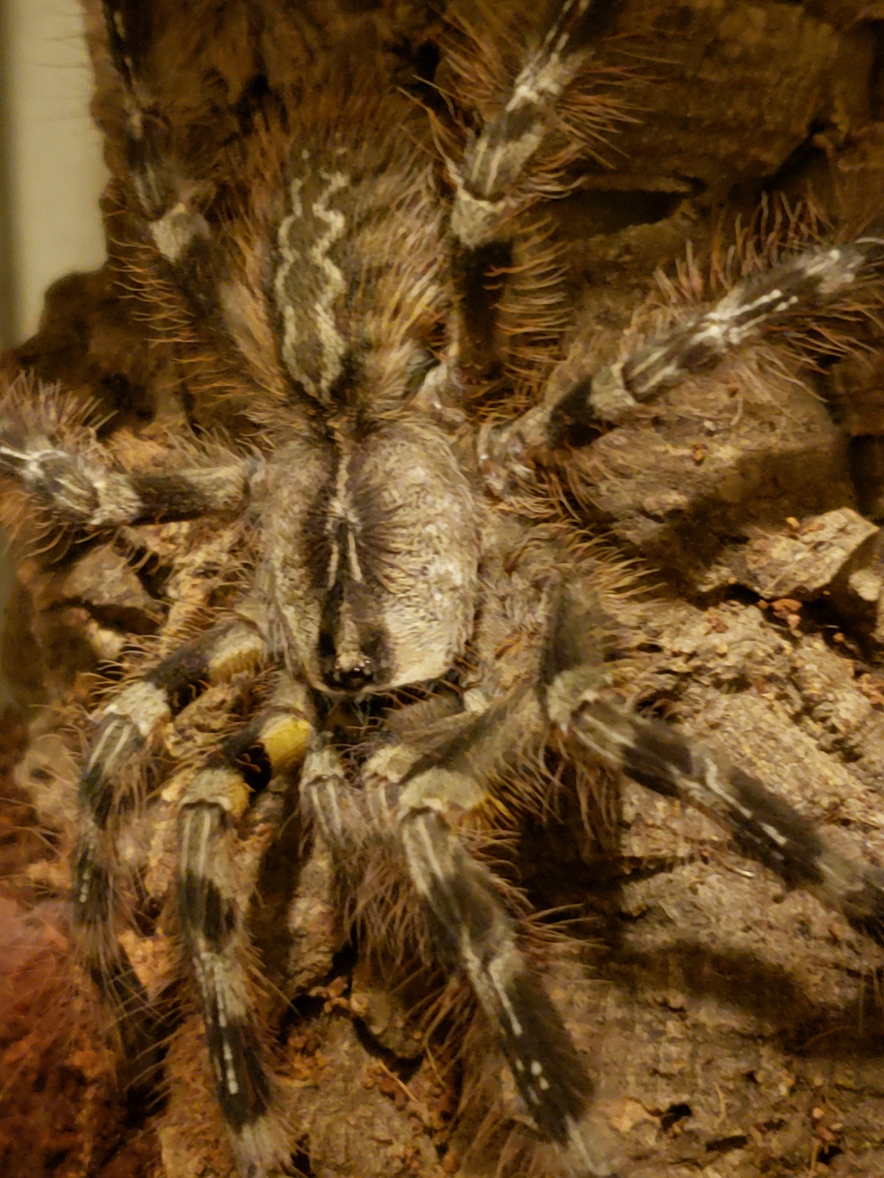Striata | Tarantula Forum