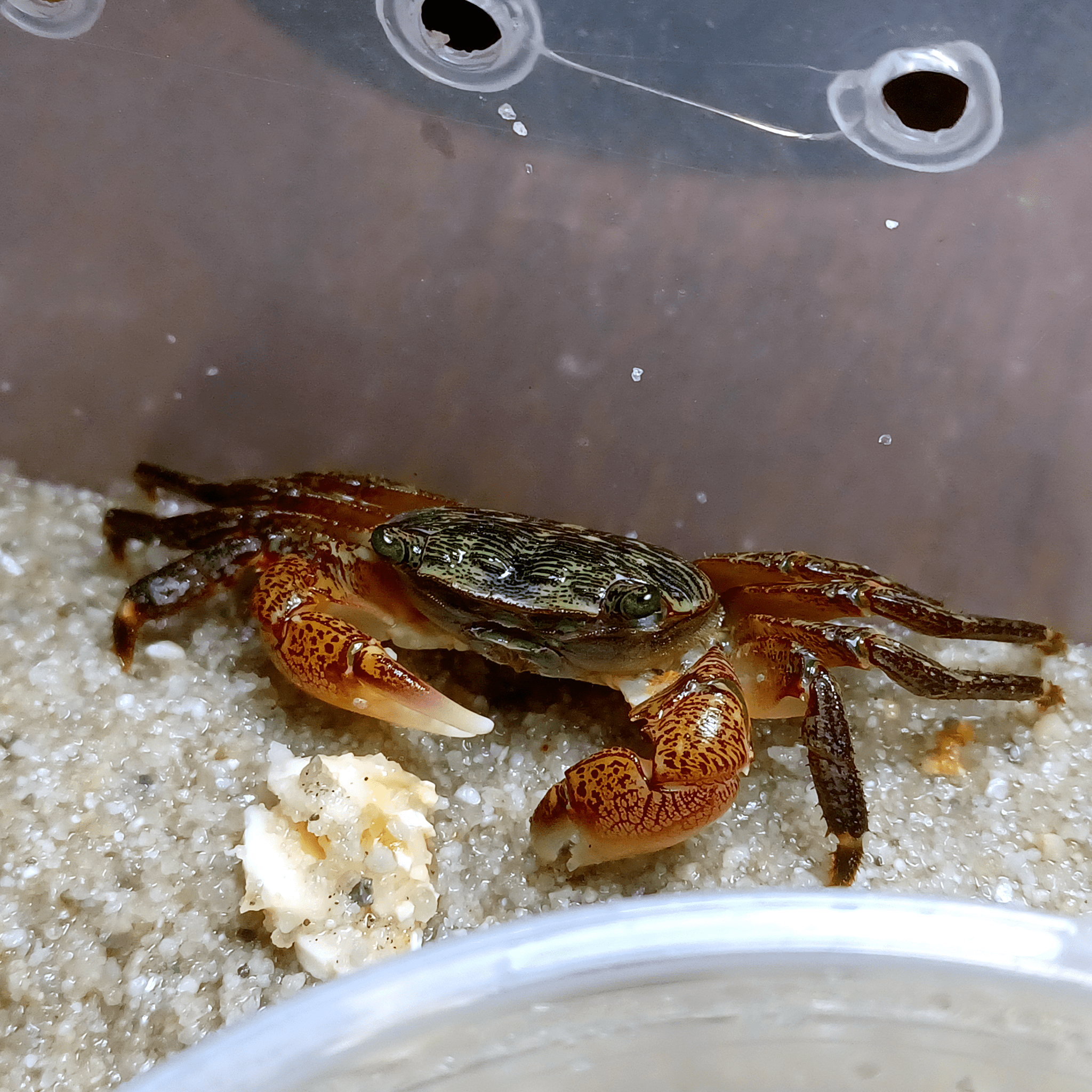 Striped shore crab | Tarantula Forum