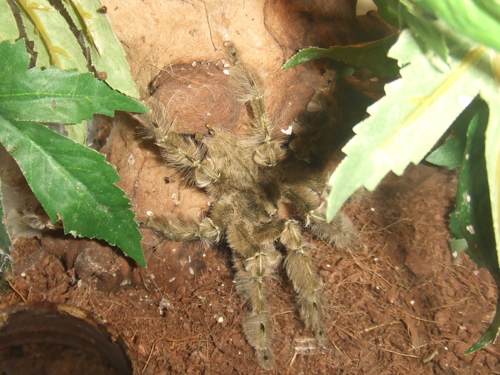 Stromatopelma calceatum - Peanut | Tarantula Forum