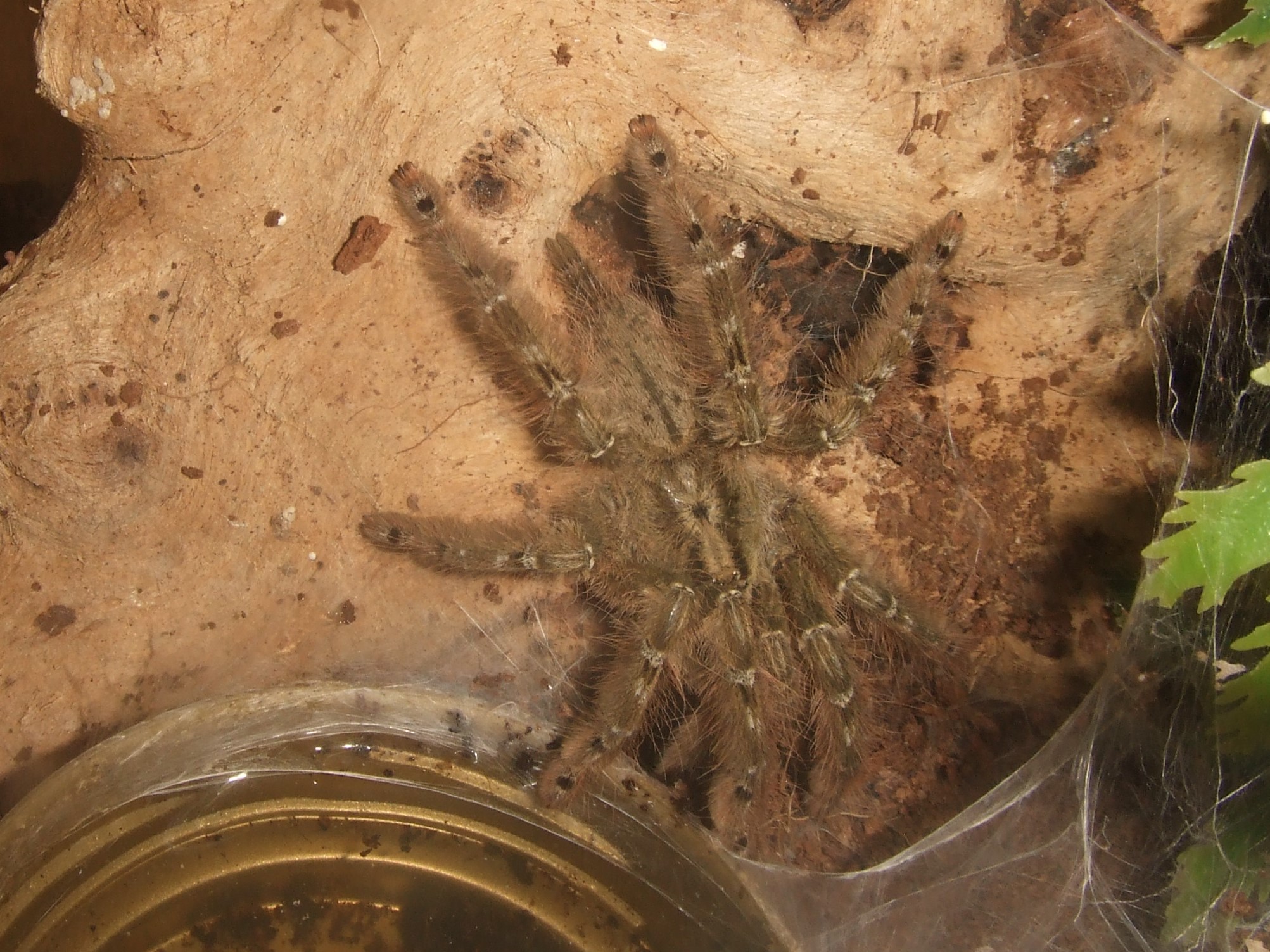 Stromatopelma calceatum - Sahara | Tarantula Forum