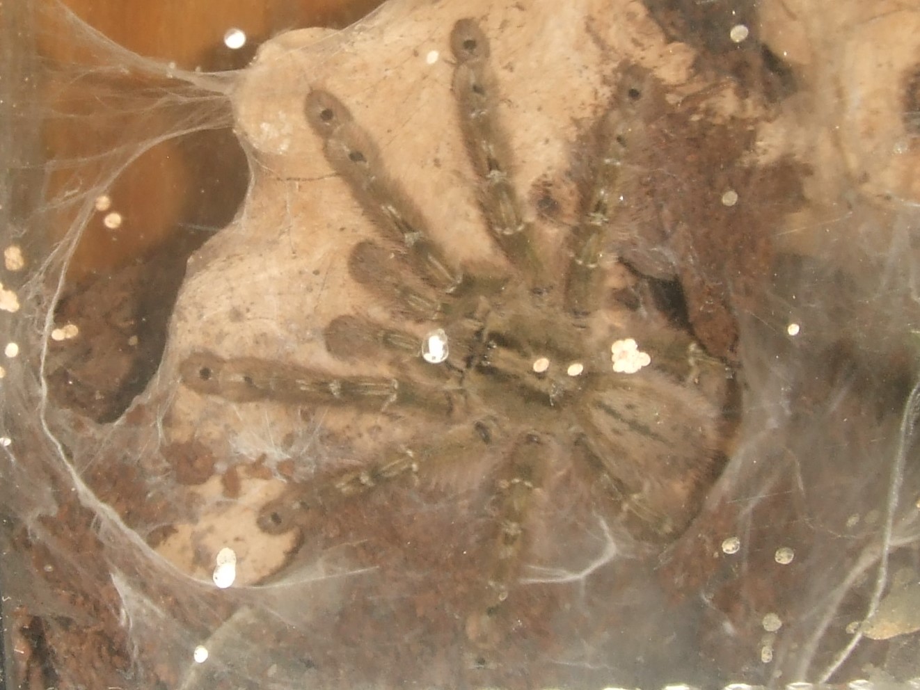 Stromatopelma calceatum - Sahara | Tarantula Forum