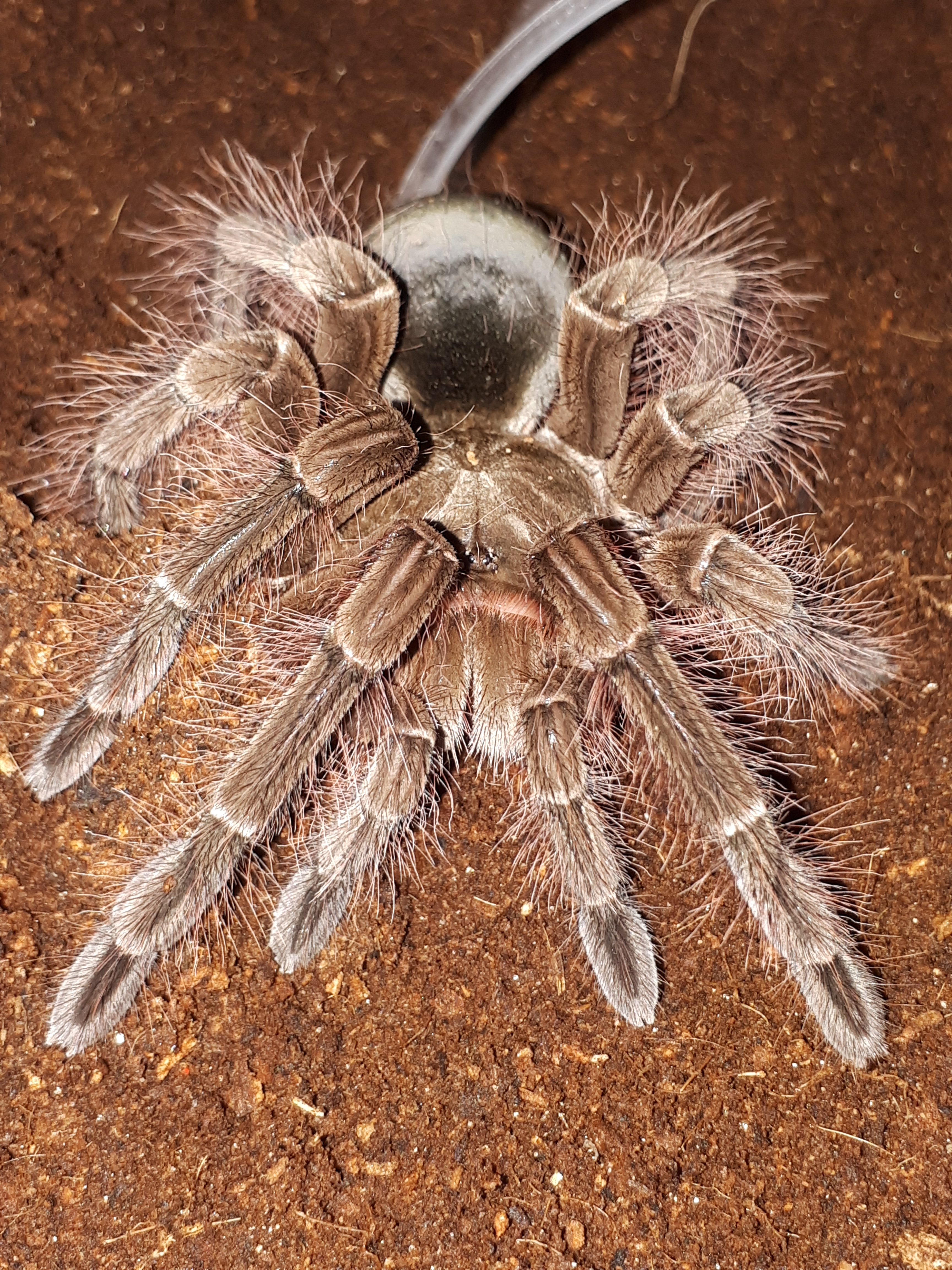 T. blondi | Tarantula Forum