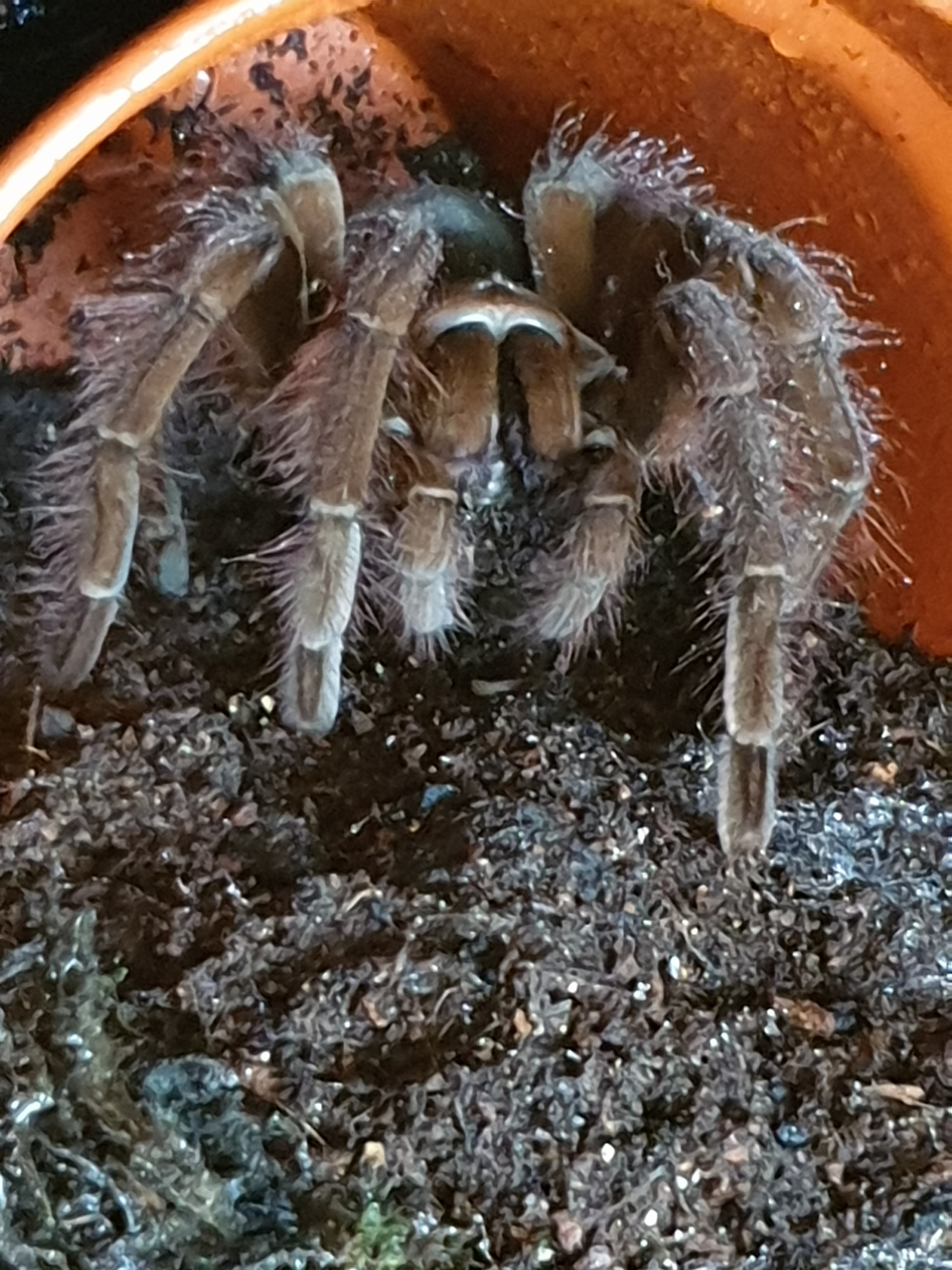 T blondi | Tarantula Forum