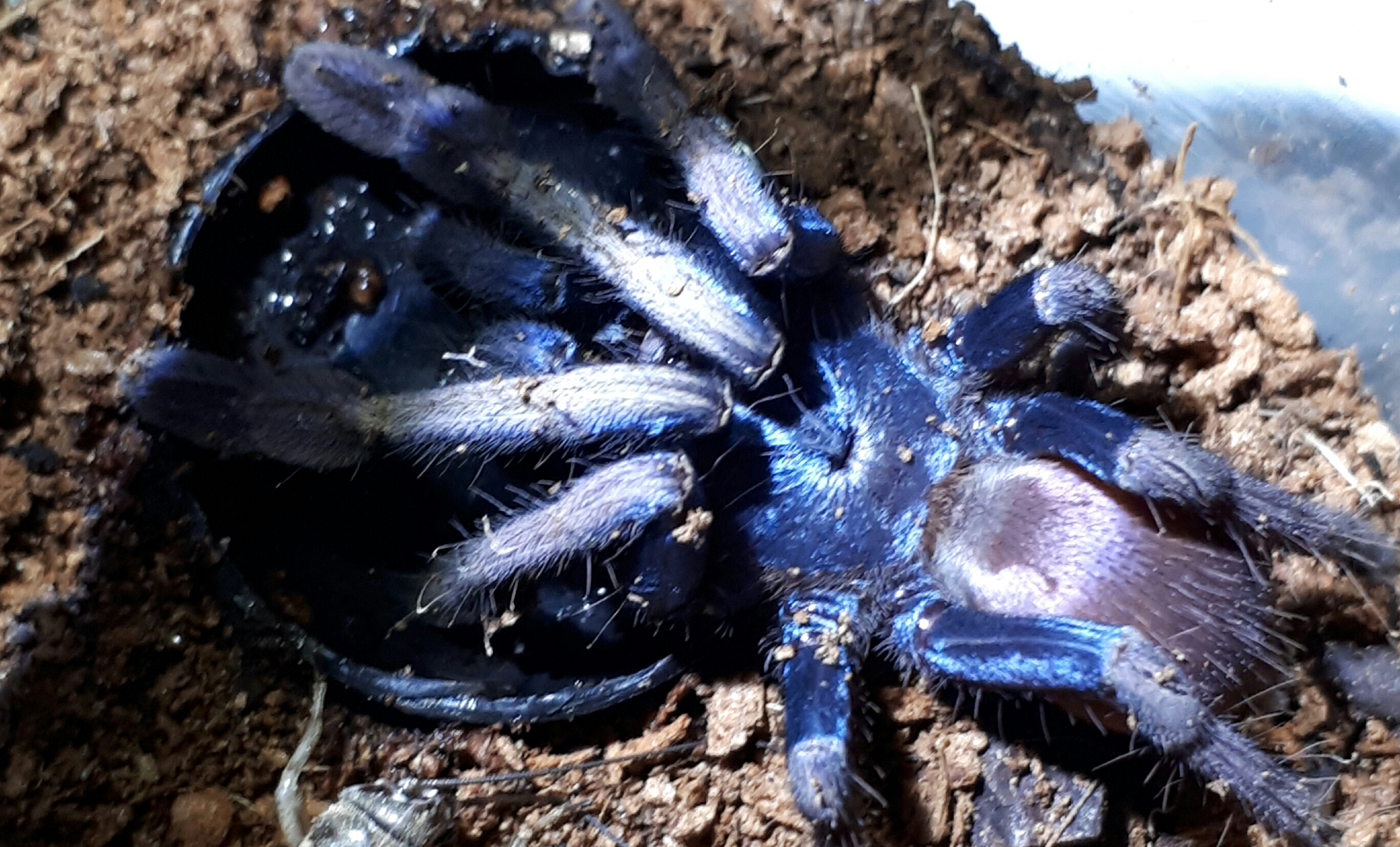 t. Psychedelicus (Indian Rainbow/LSD Tarantula) | Tarantula Forum