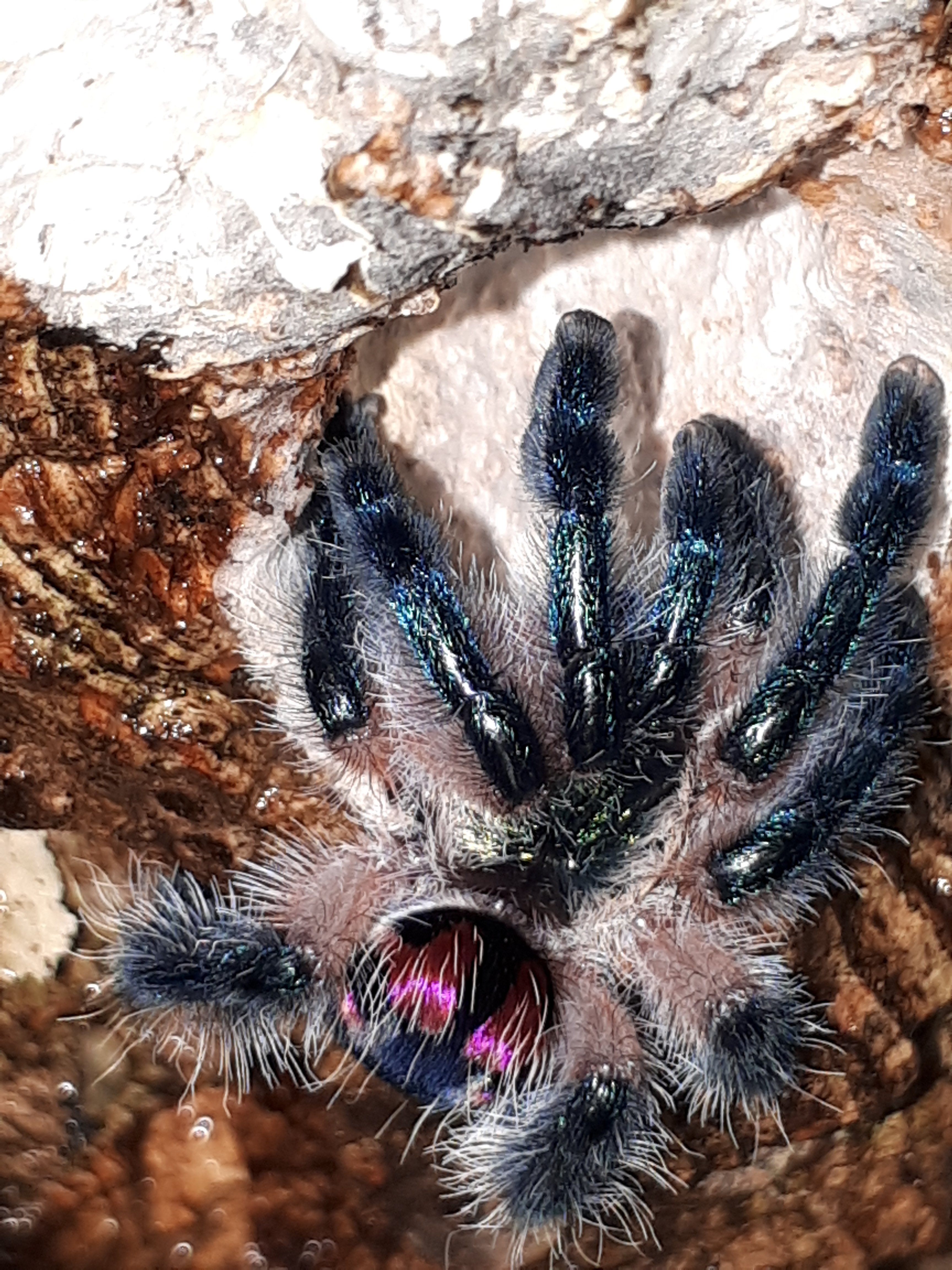 t seladonia | Tarantula Forum