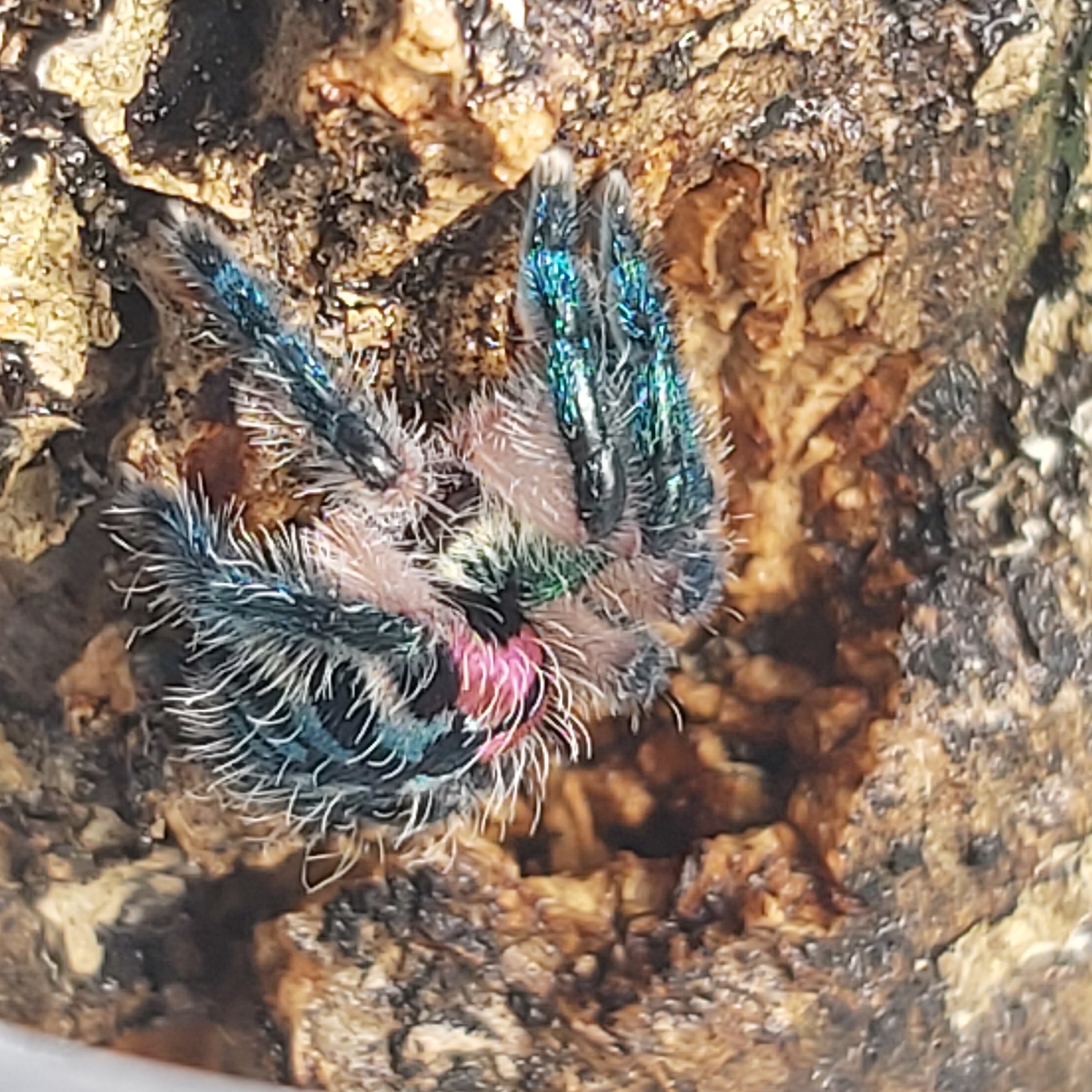 T seladonia | Tarantula Forum
