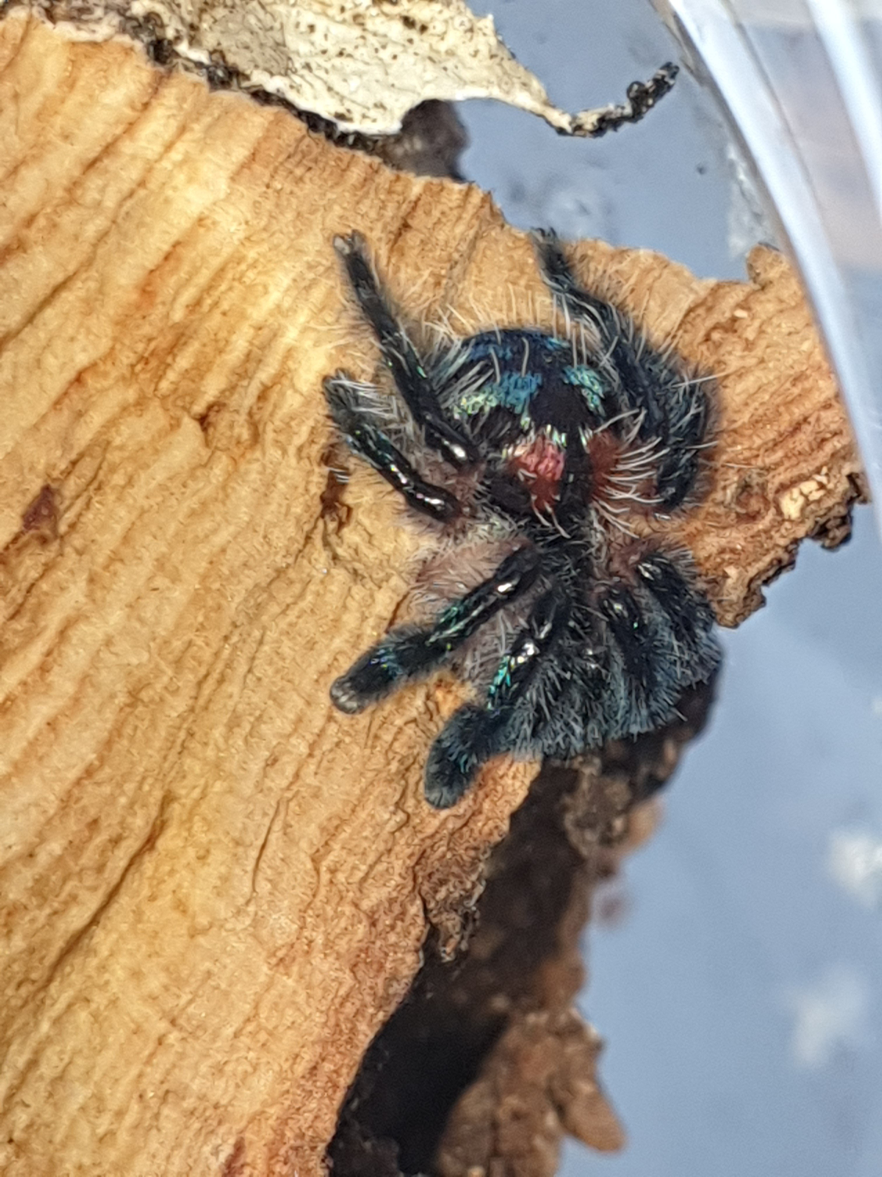 T. seledonia (Opal) | Tarantula Forum