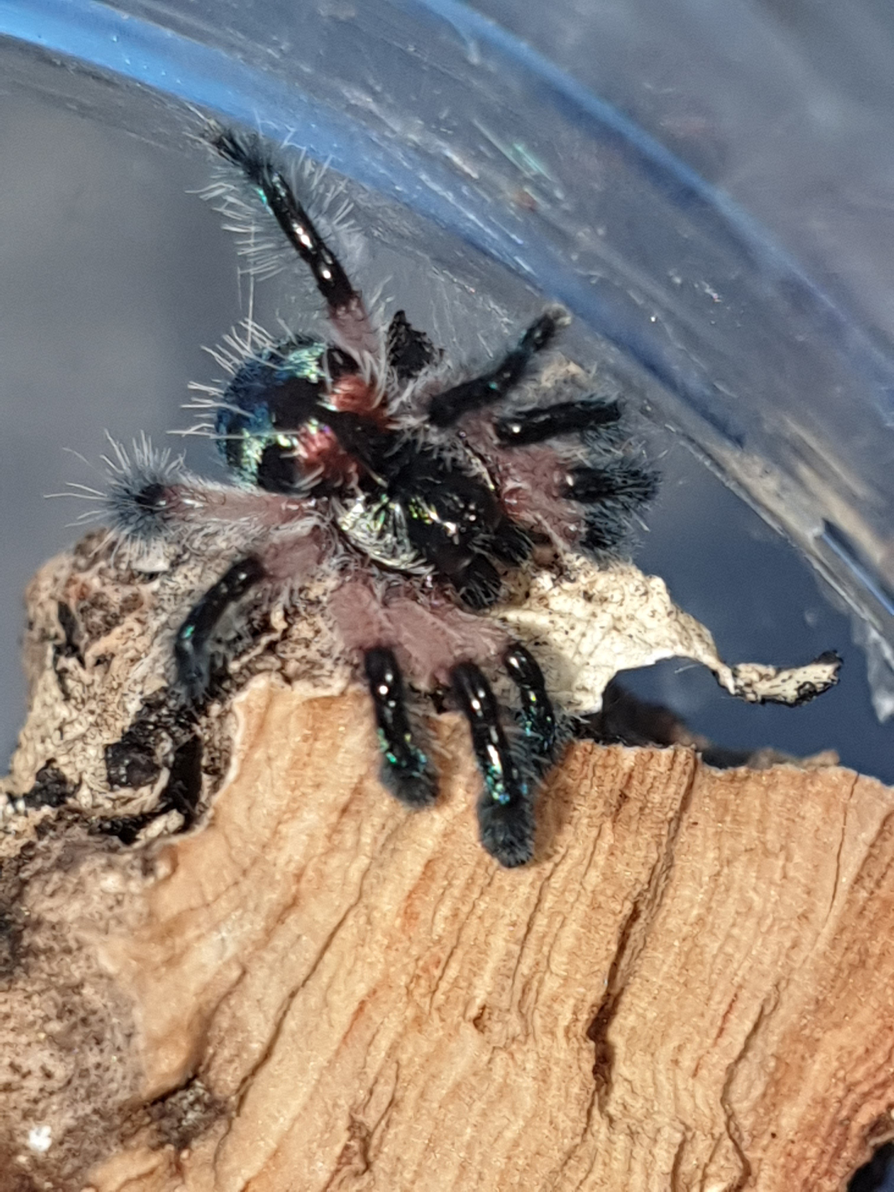 T. seledonia (Opal) | Tarantula Forum