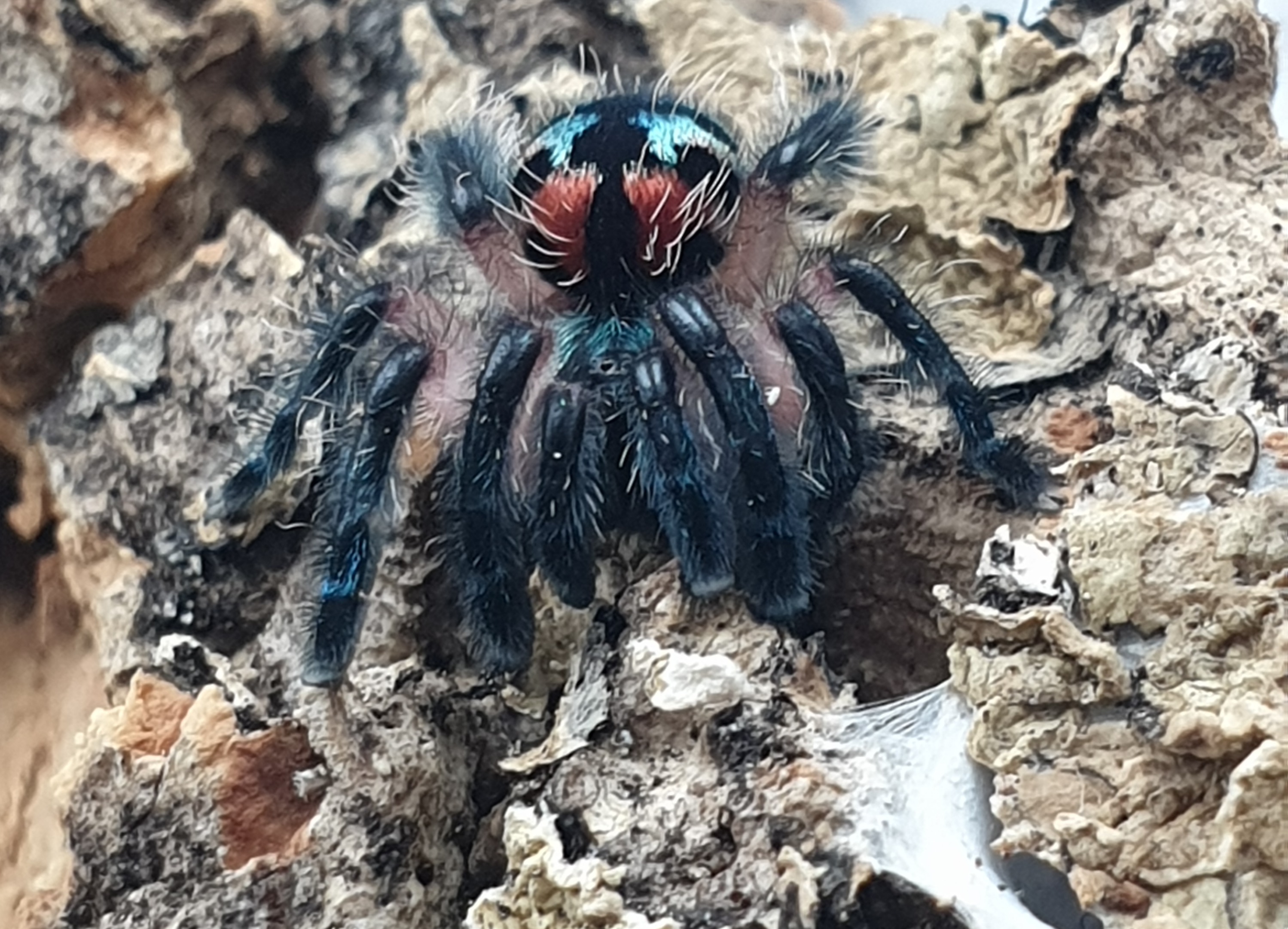 T seledonia | Tarantula Forum