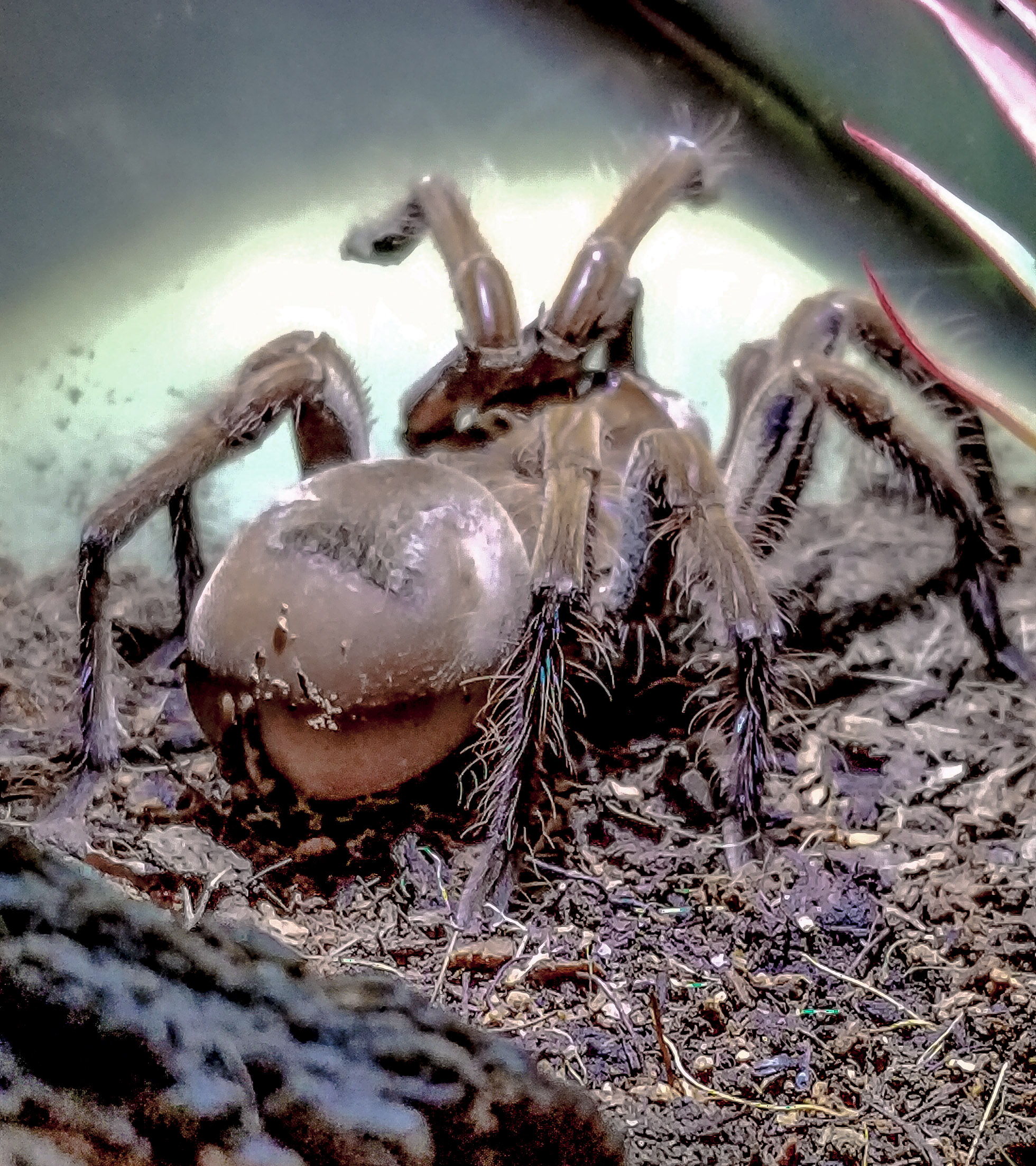 T stirmi Mini me free at last day 5 | Tarantula Forum