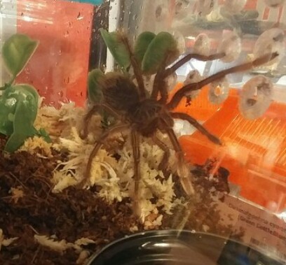 T.stirmi. | Tarantula Forum