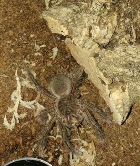 T.stirmi | Tarantula Forum
