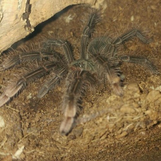 T.stirmi | Tarantula Forum
