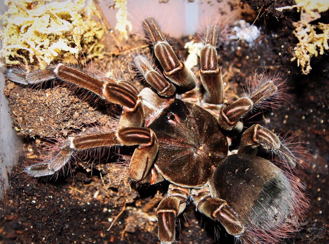 T. stirmi | Tarantula Forum