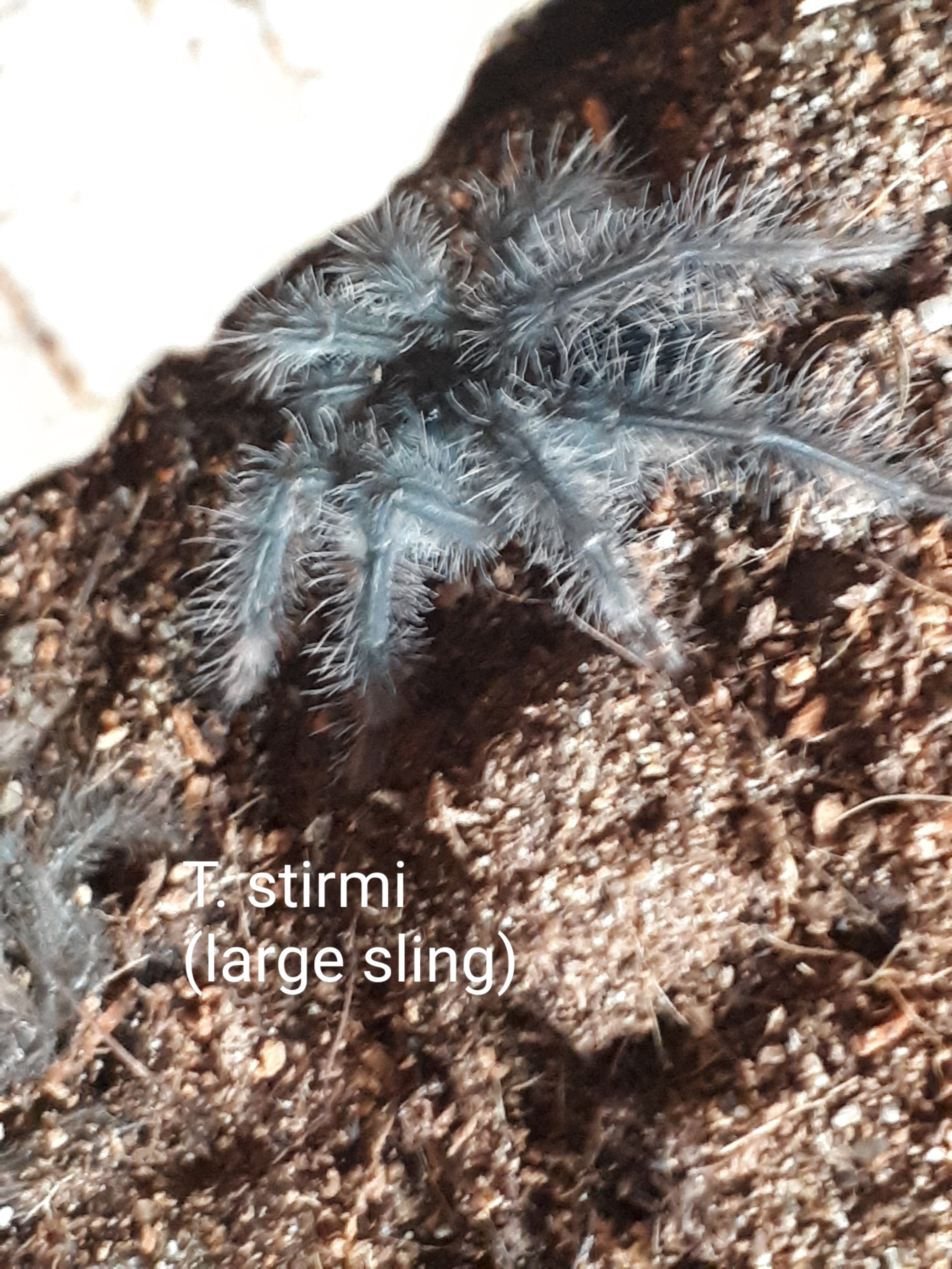 T. stirmi | Tarantula Forum