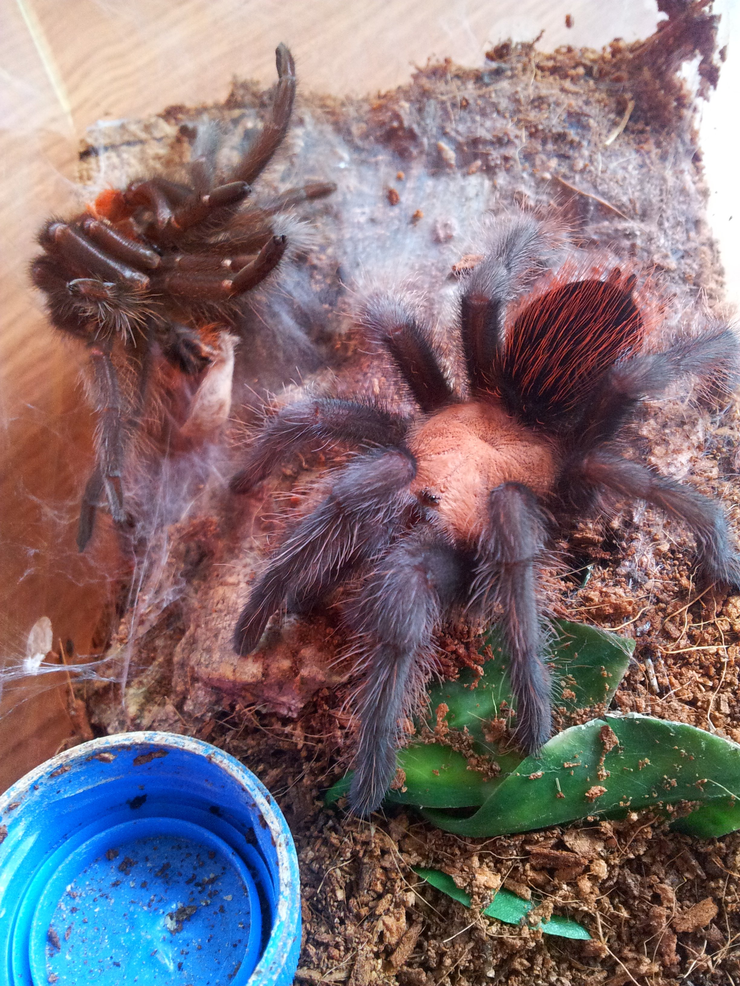 Tacuba.... B albiceps | Tarantula Forum