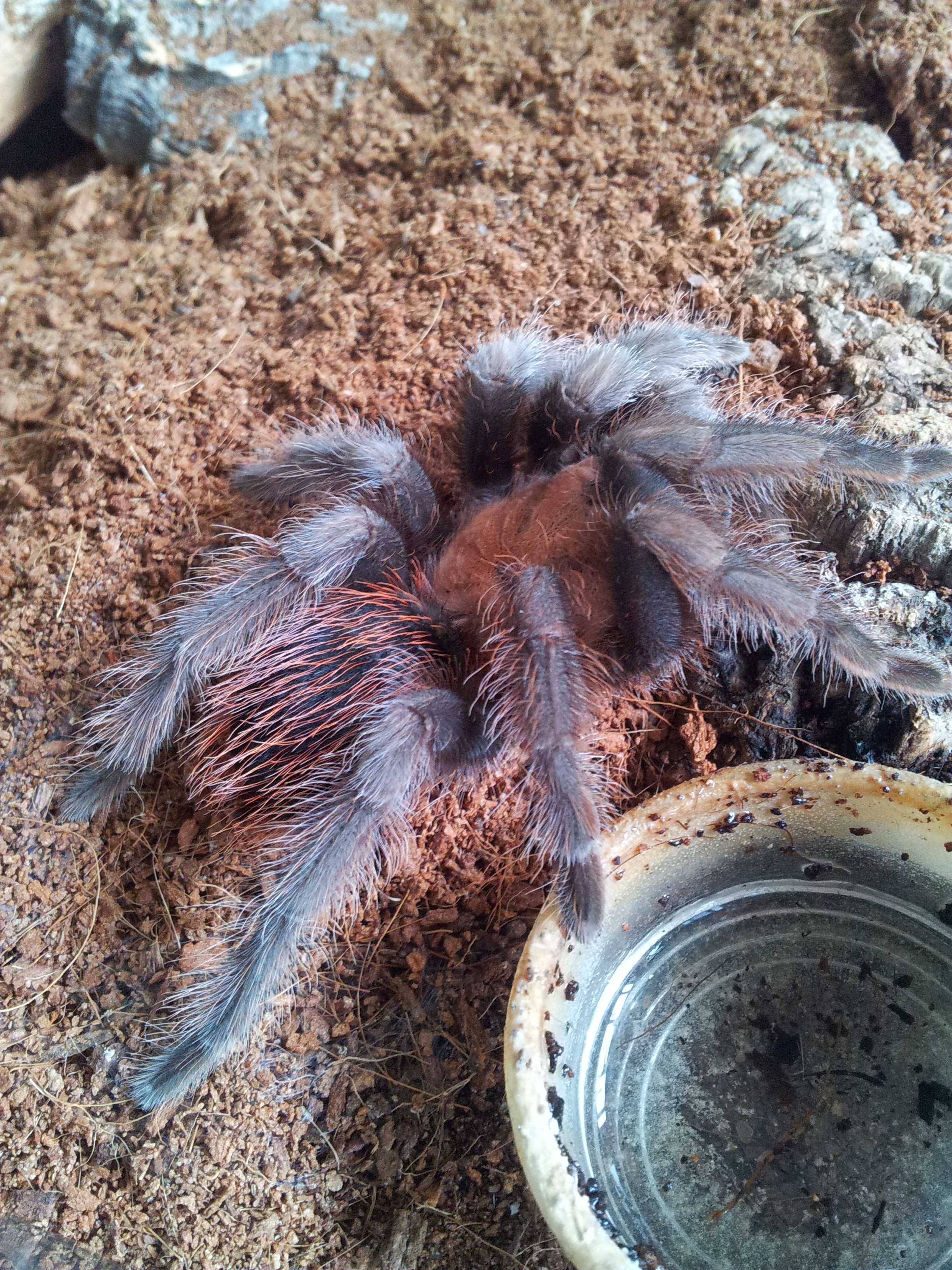 Tacuba....B albiceps | Tarantula Forum