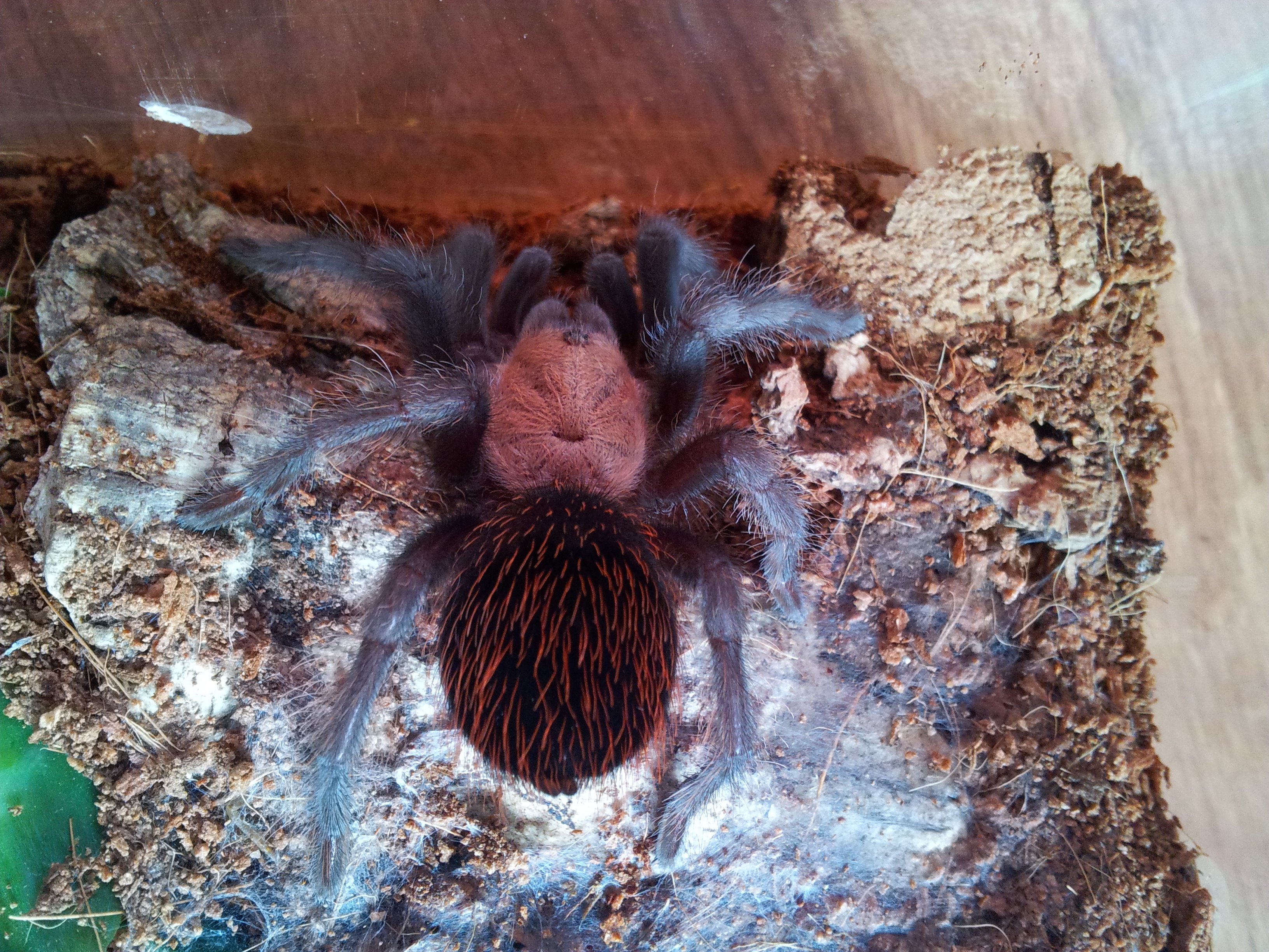 Tacuba......Brachypelma Albiceps | Tarantula Forum