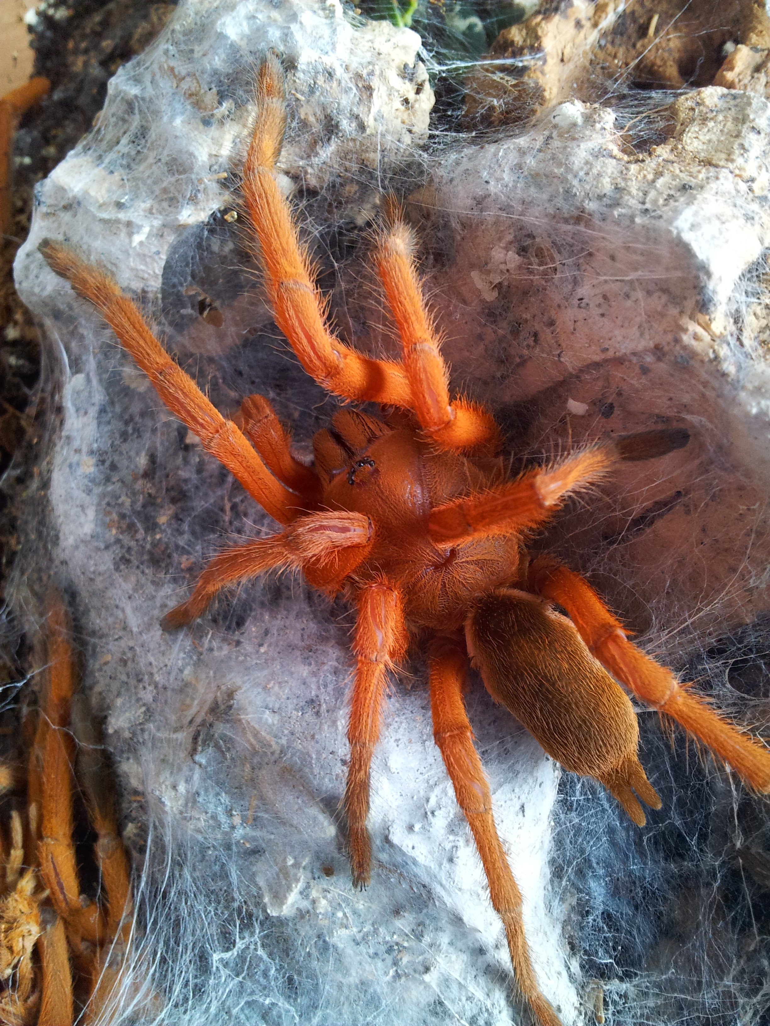 Tango.... F Orphnaecus philippinus | Tarantula Forum