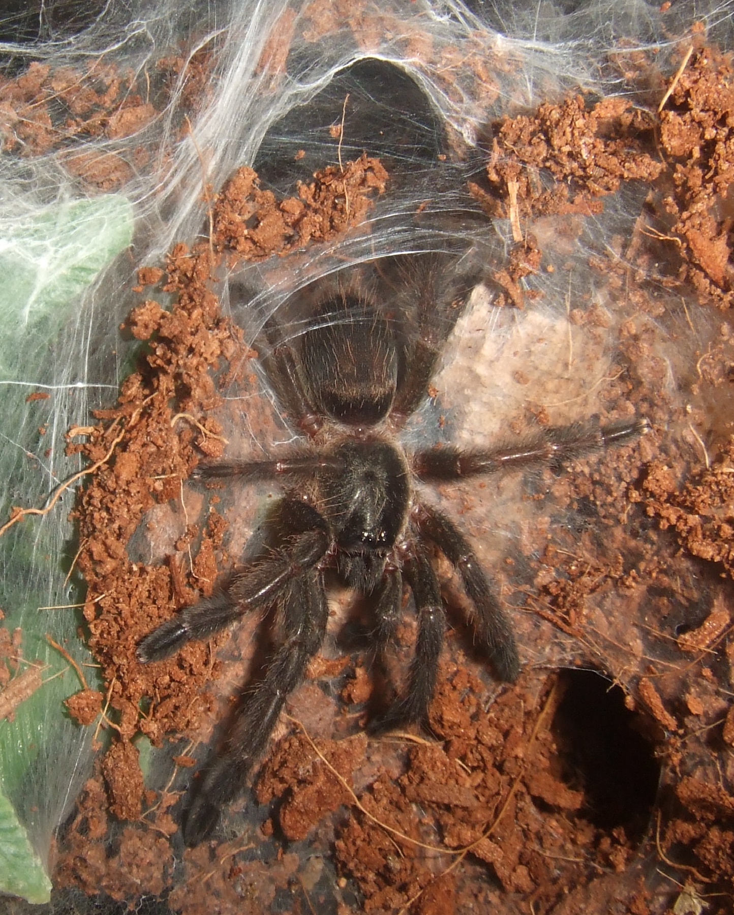 Tapinauchenius violaceus - Kutari | Tarantula Forum