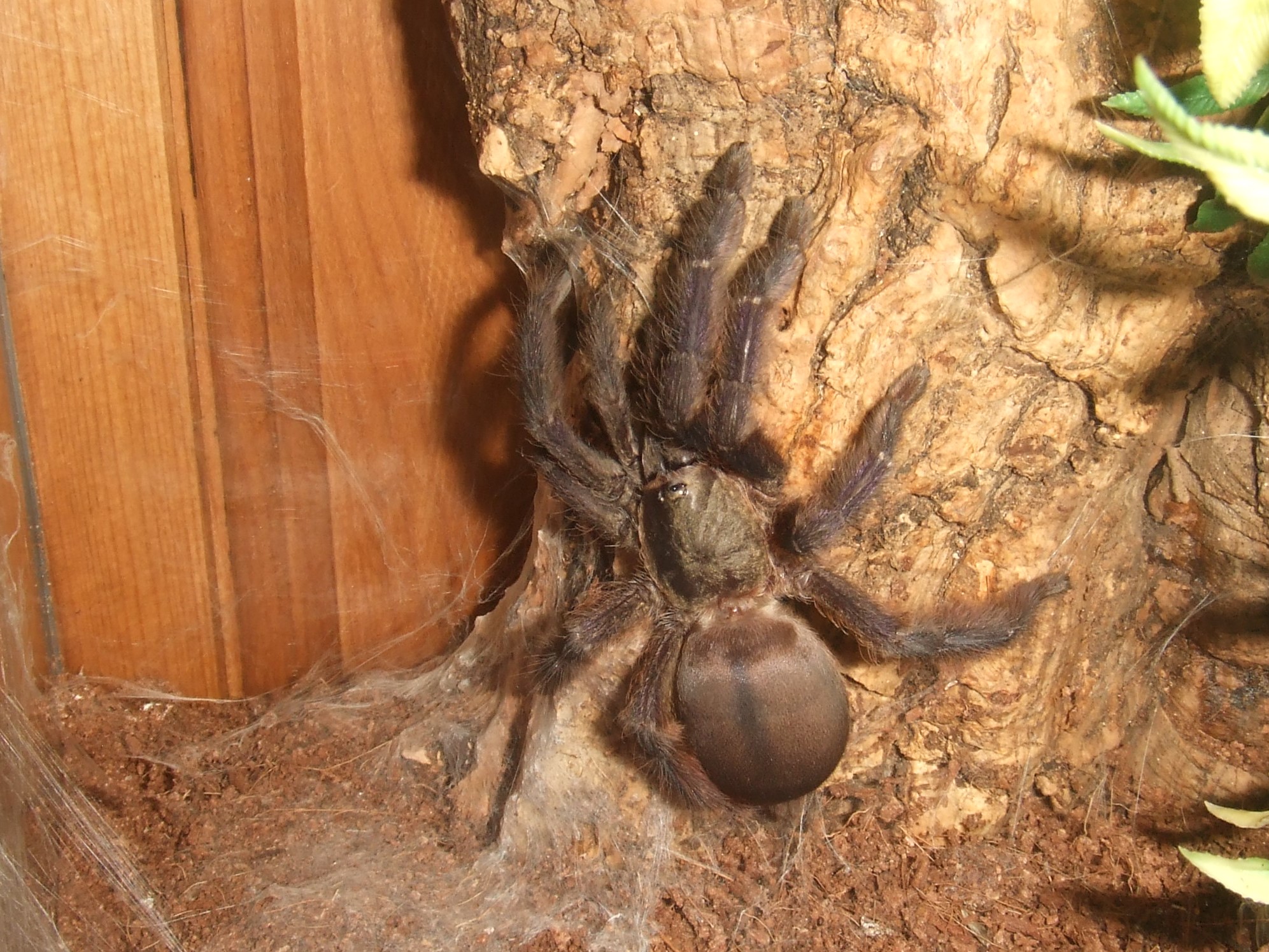 Tapinauchenius violaceus - Kutari | Tarantula Forum